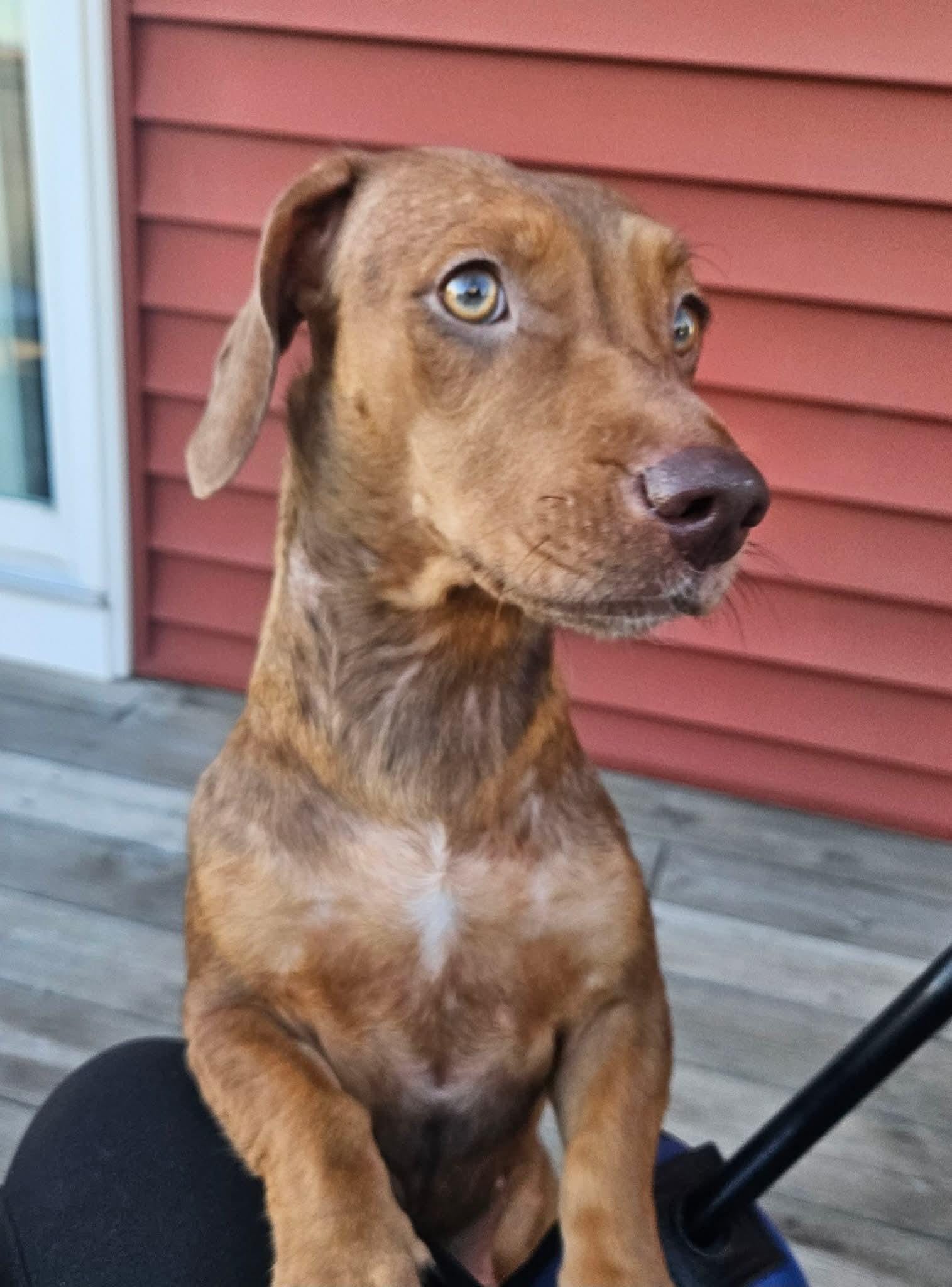 Adopt Dobbie Today - Pets TheCountyOffice