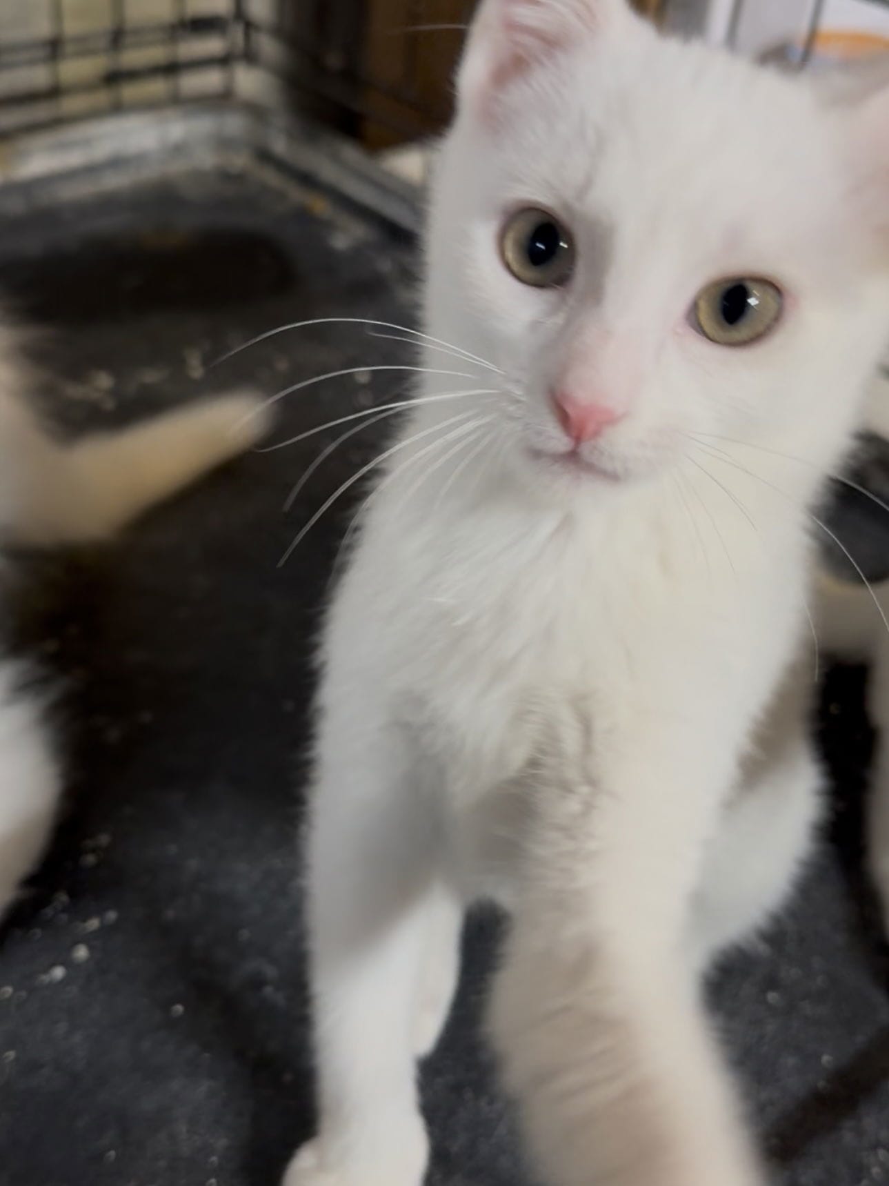 Adopt Angel Soft Today - Pets TheCountyOffice