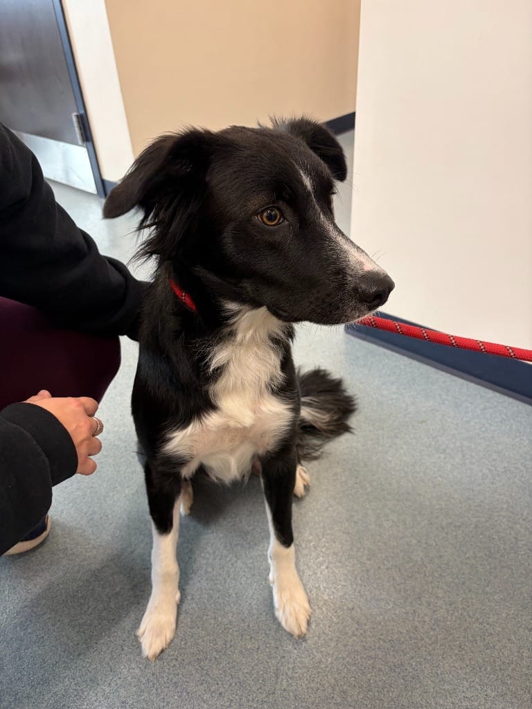 Adopt Tucker Today - Pets TheCountyOffice