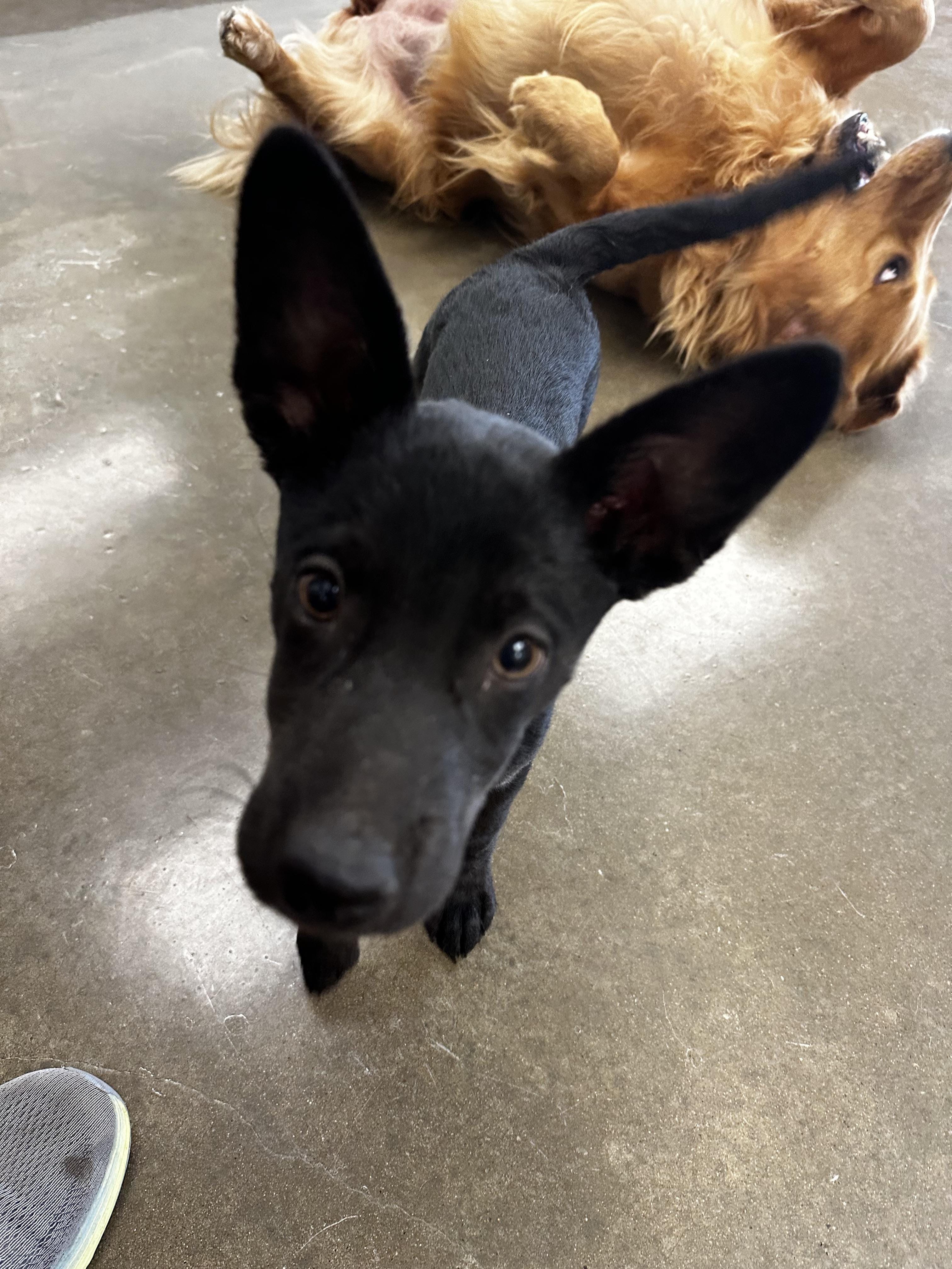 Adopt Lucas Today - Pets TheCountyOffice