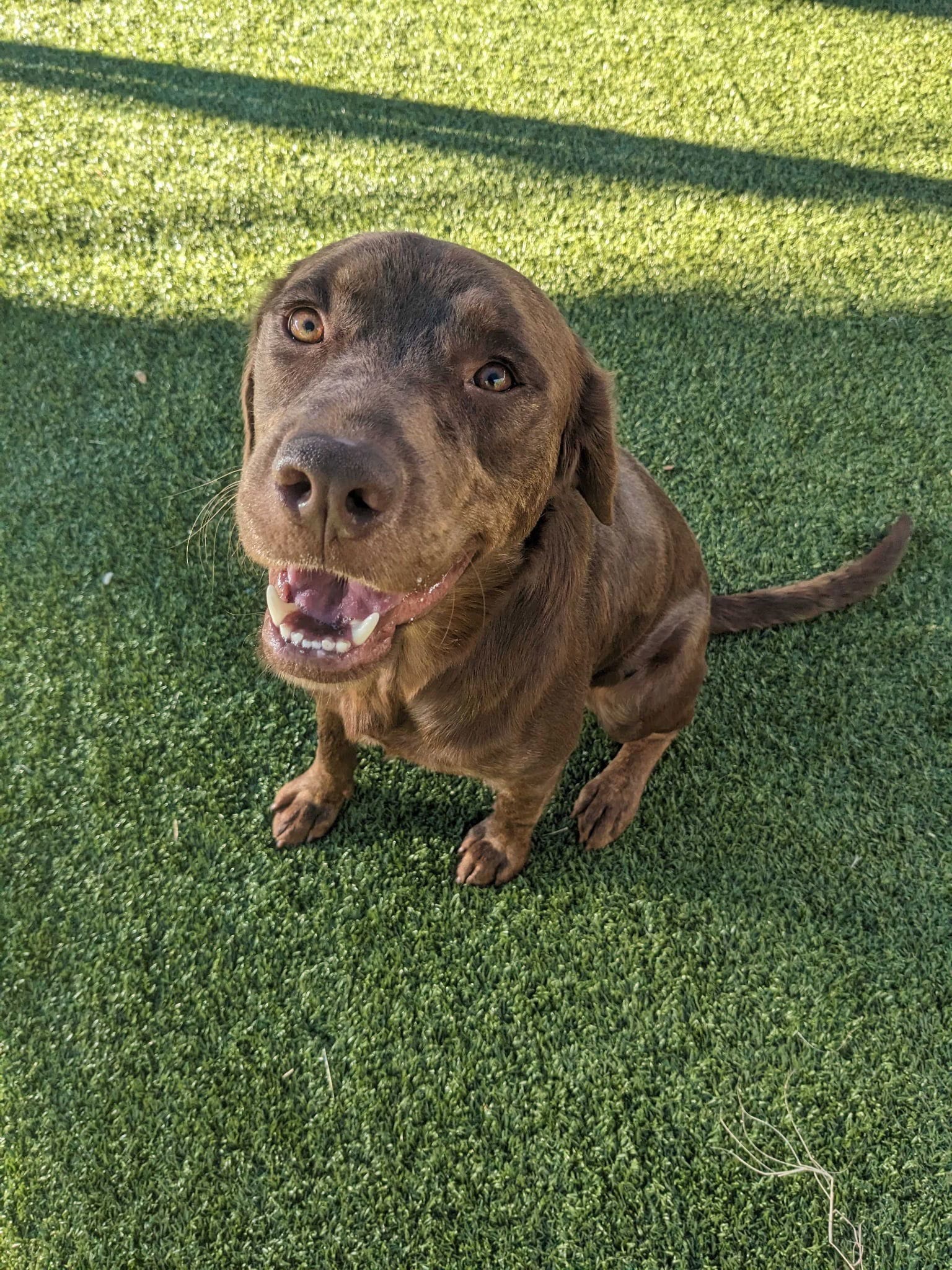 Adopt Lenny Today - Pets TheCountyOffice
