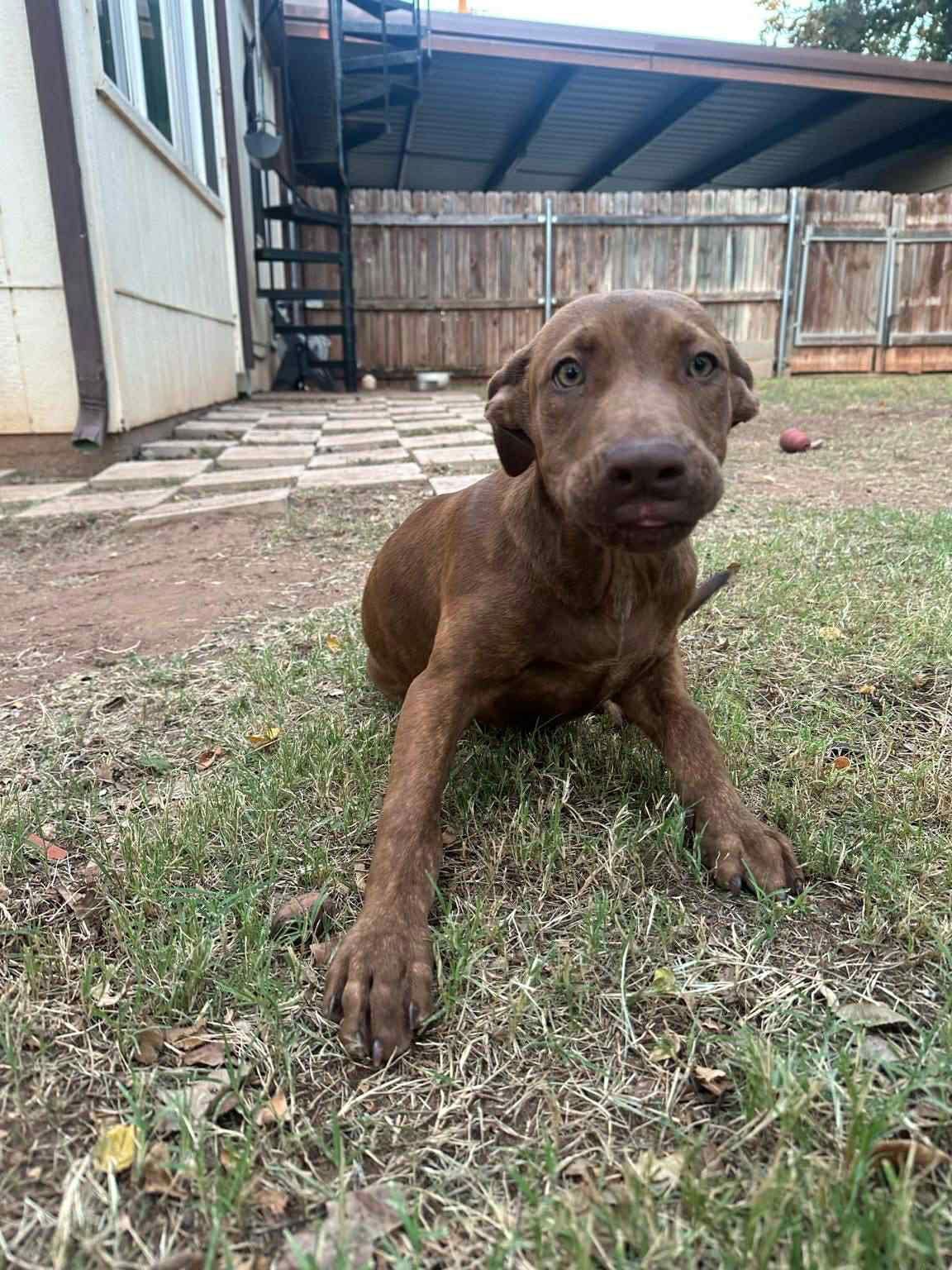 Adopt Cocoa Today - Pets TheCountyOffice