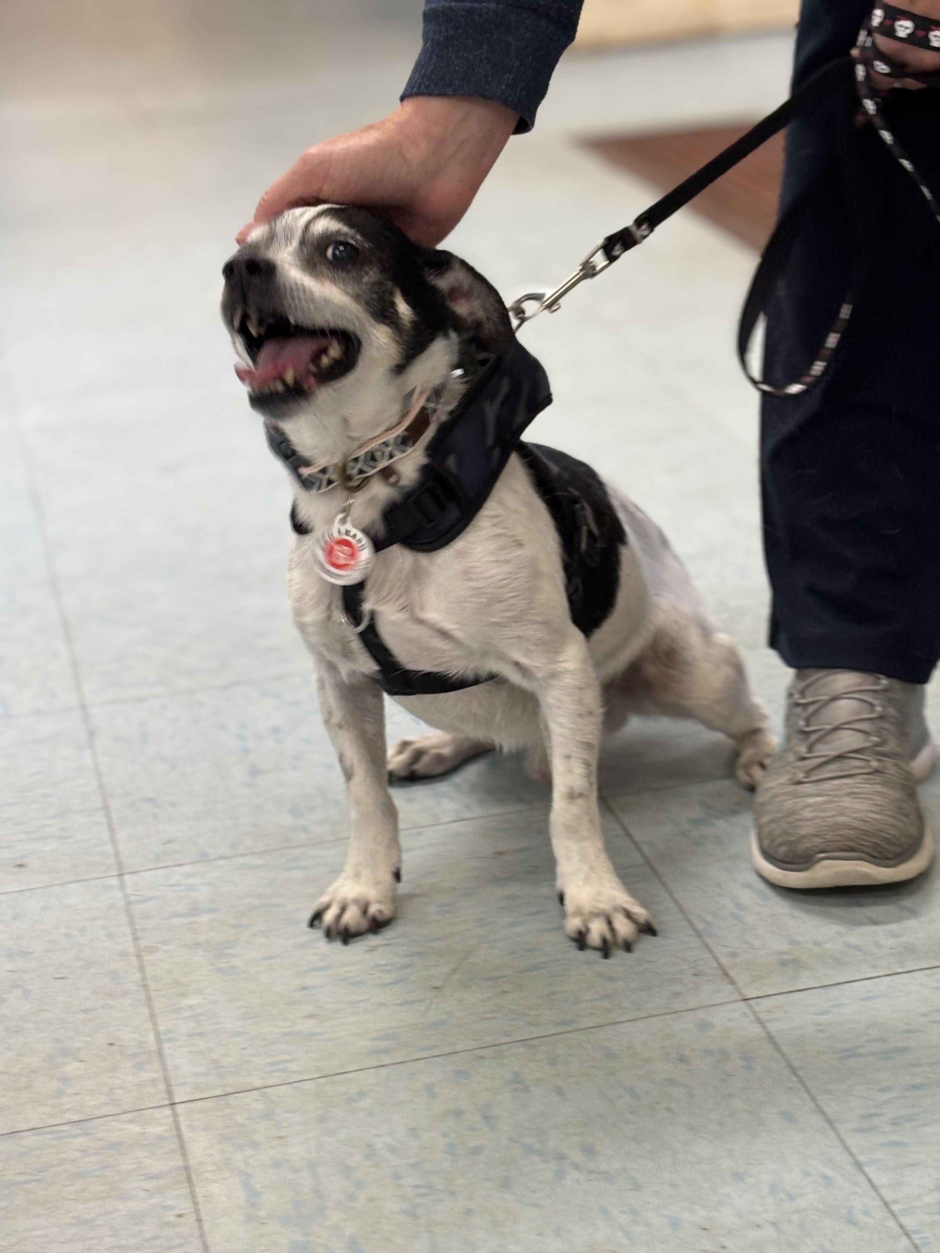 Adopt Willy Wonka Today - Pets TheCountyOffice