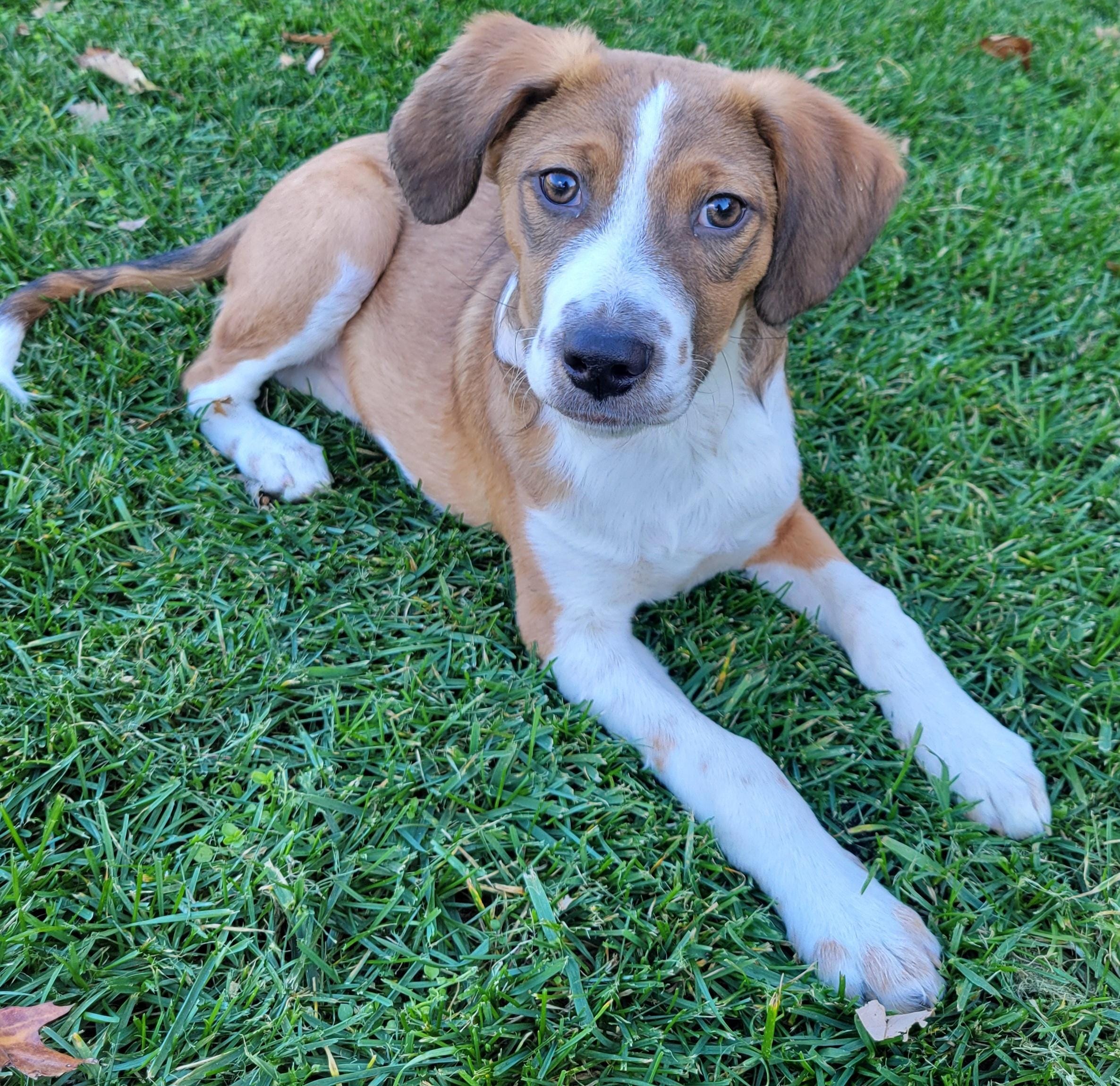 Adopt Ringo Today - Find Paw Pal