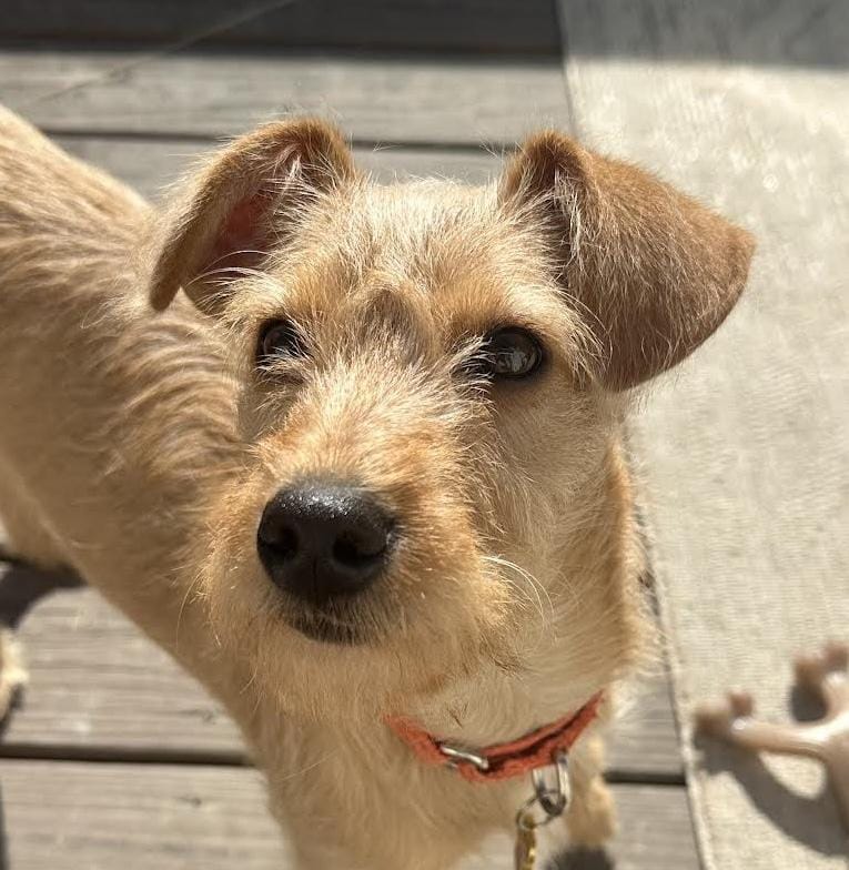Adopt Bowzer Today - Pets TheCountyOffice