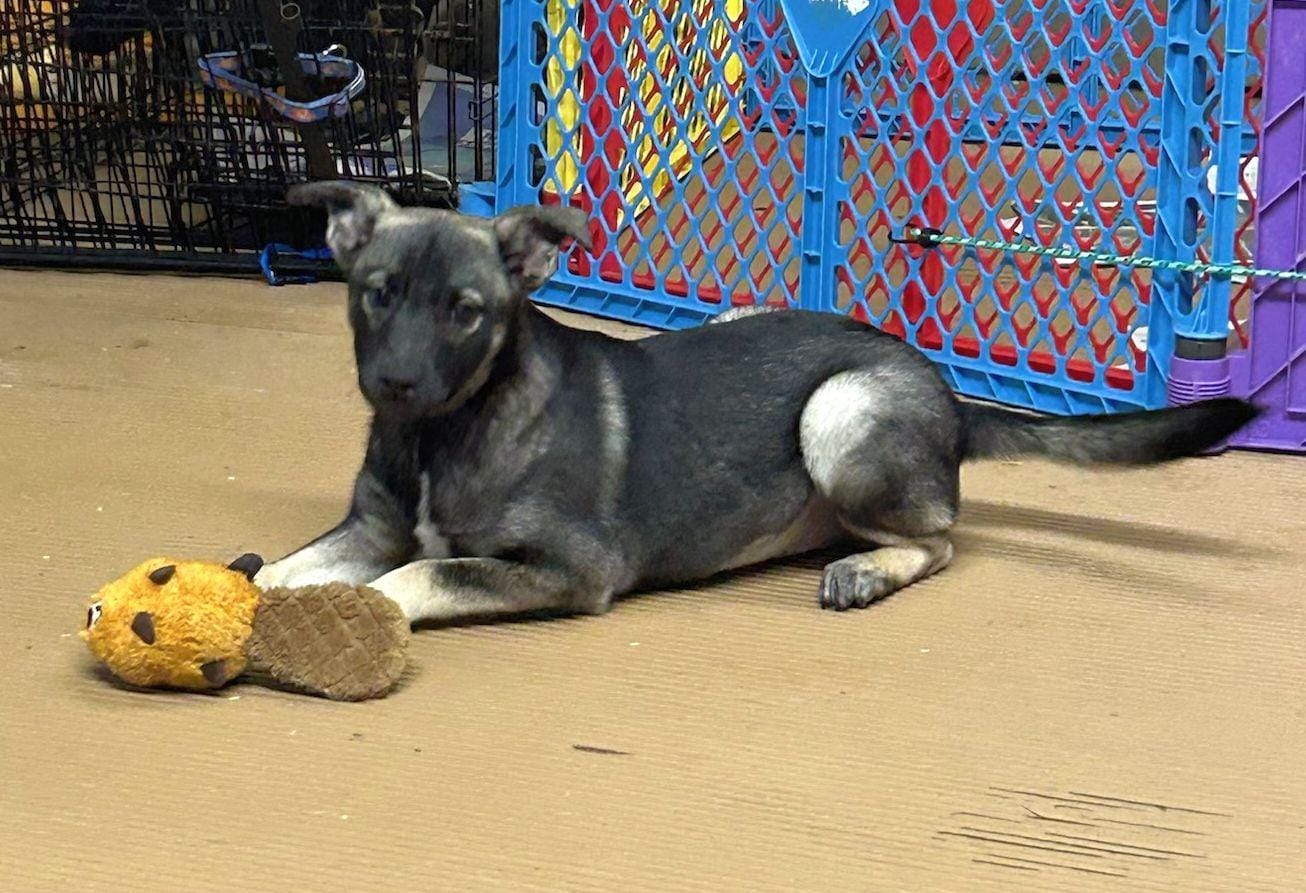 Adopt DOVE (only 18 lbs) Today - Find Paw Pal