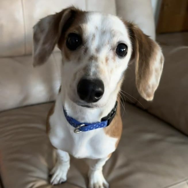 Adopt Dax Today - Find Paw Pal