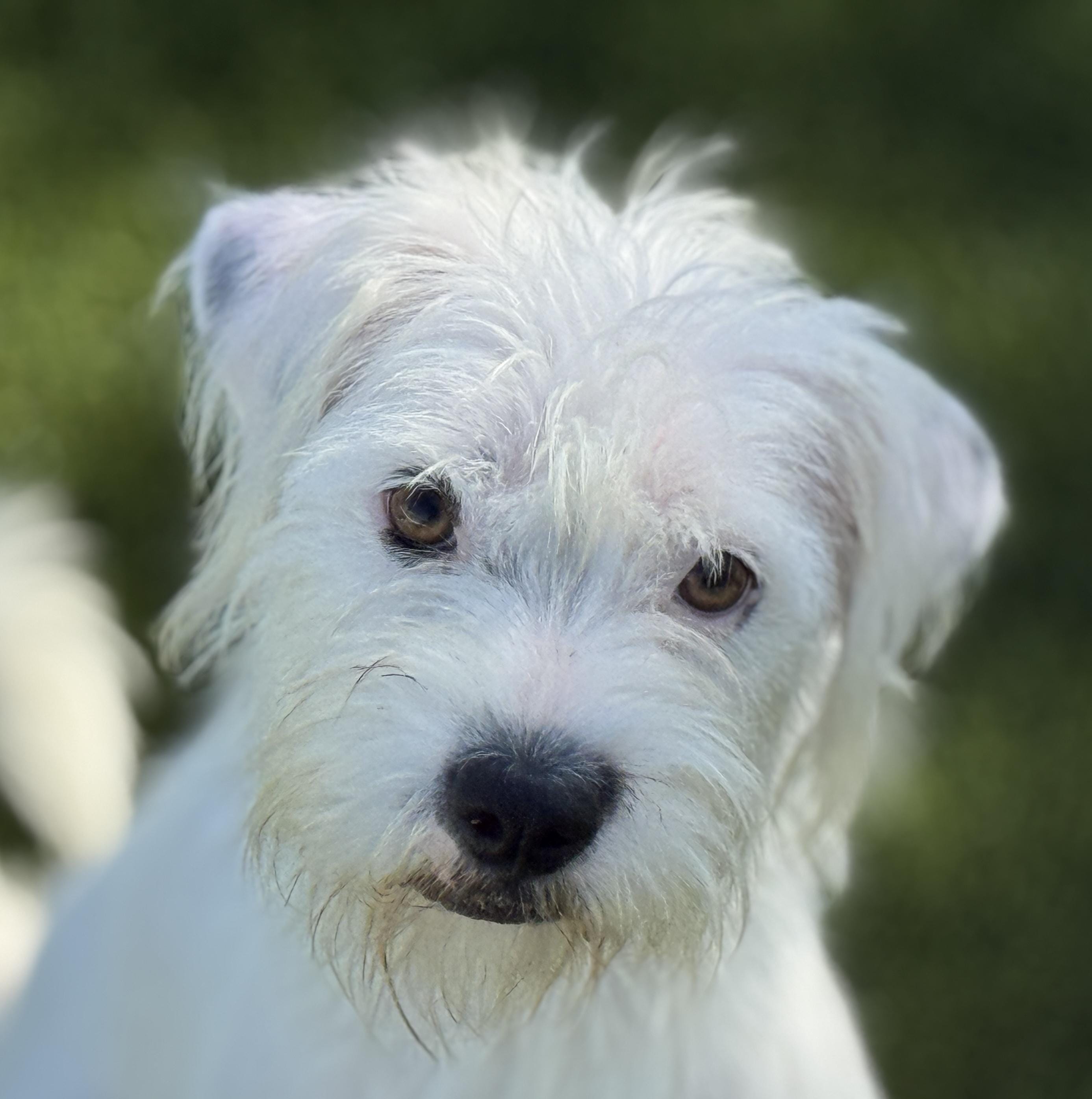 Adopt Clover - beautiful Westie Mix Today - Find Paw Pal
