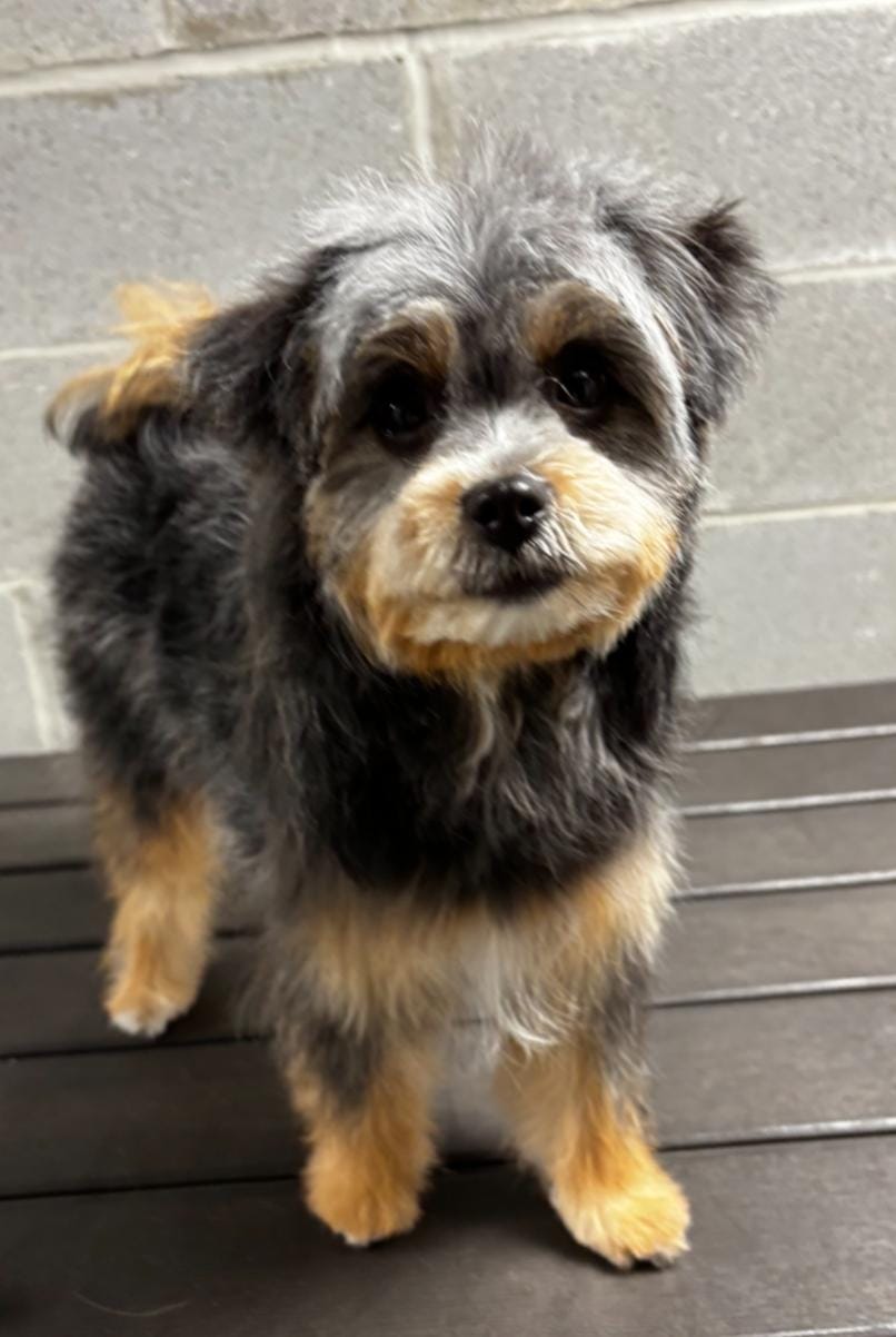 Adopt HAZEL Today - Pets TheCountyOffice