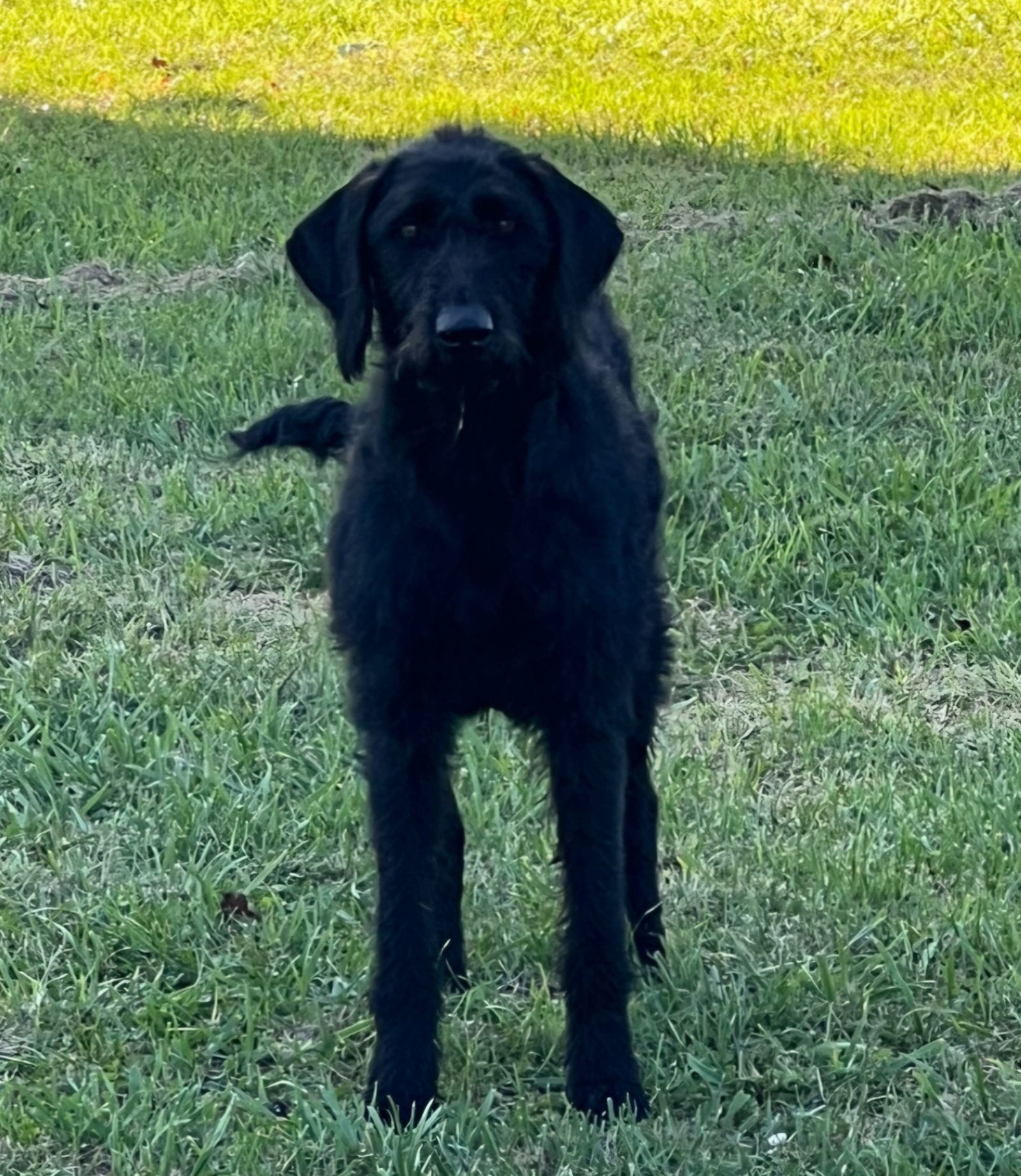 Adopt Maggie 2 Today - Find Paw Pal