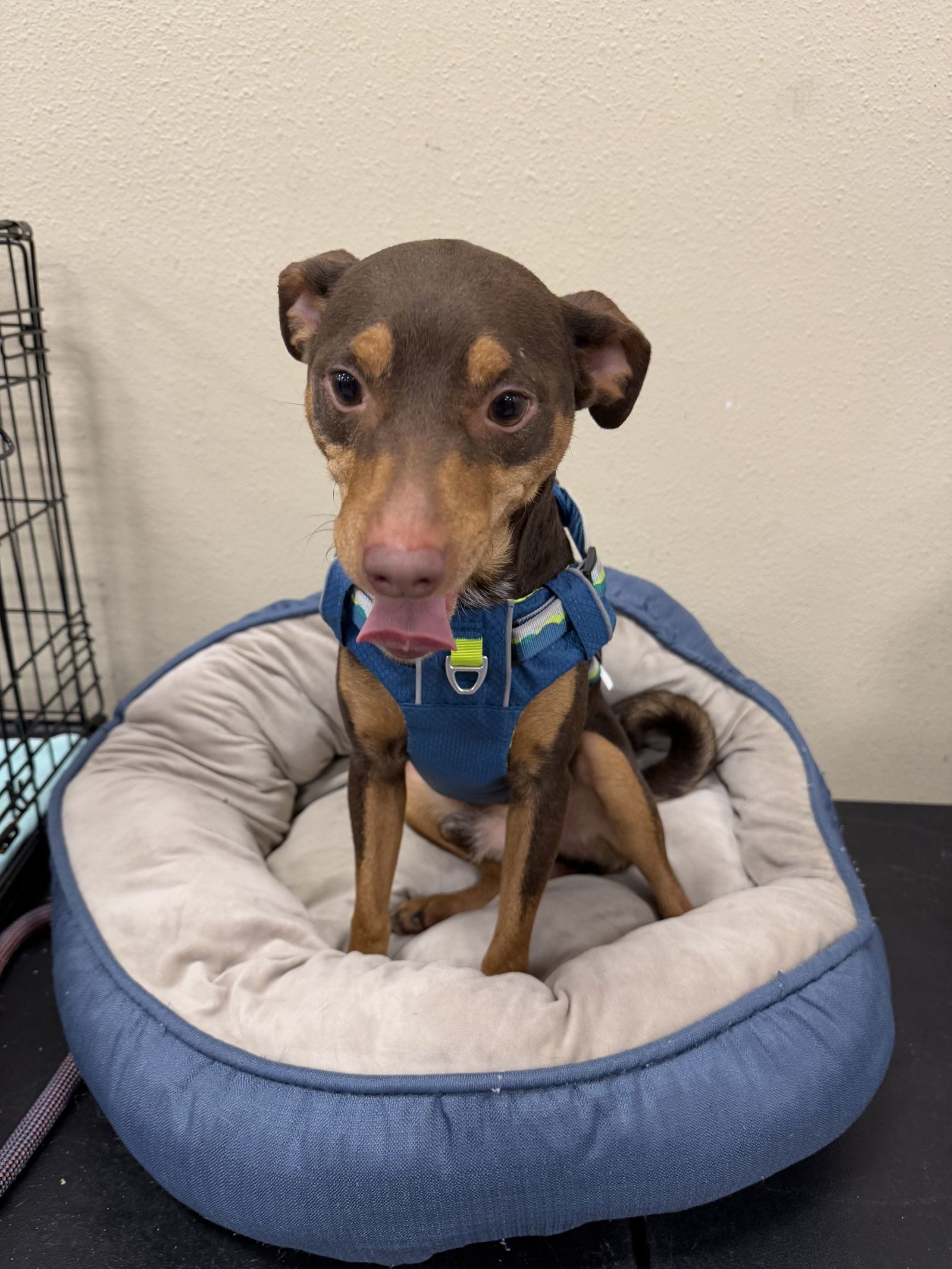 Adopt Duke- handsome boy Today - Find Paw Pal