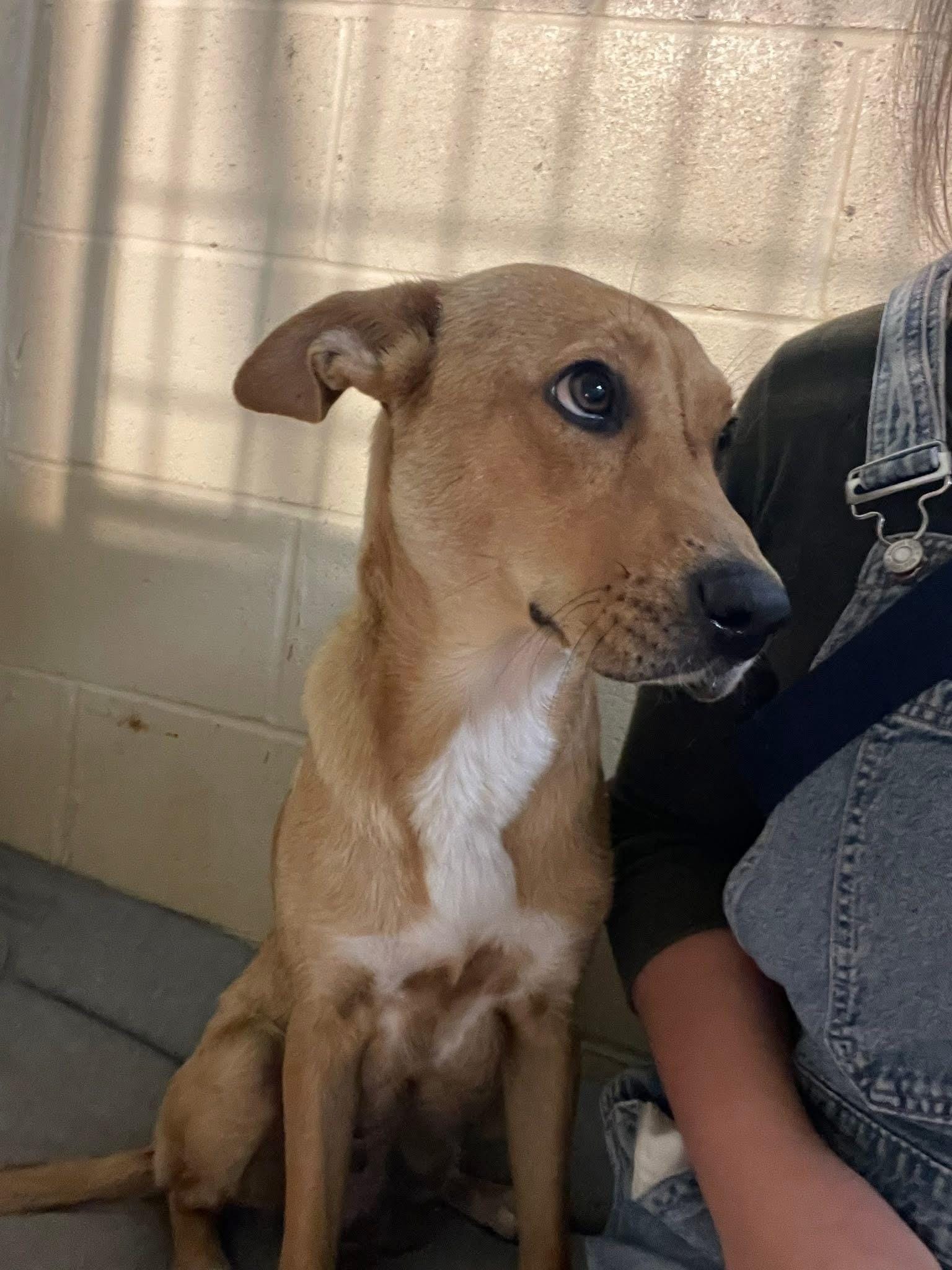 Adopt Jordan Today - Find Paw Pal