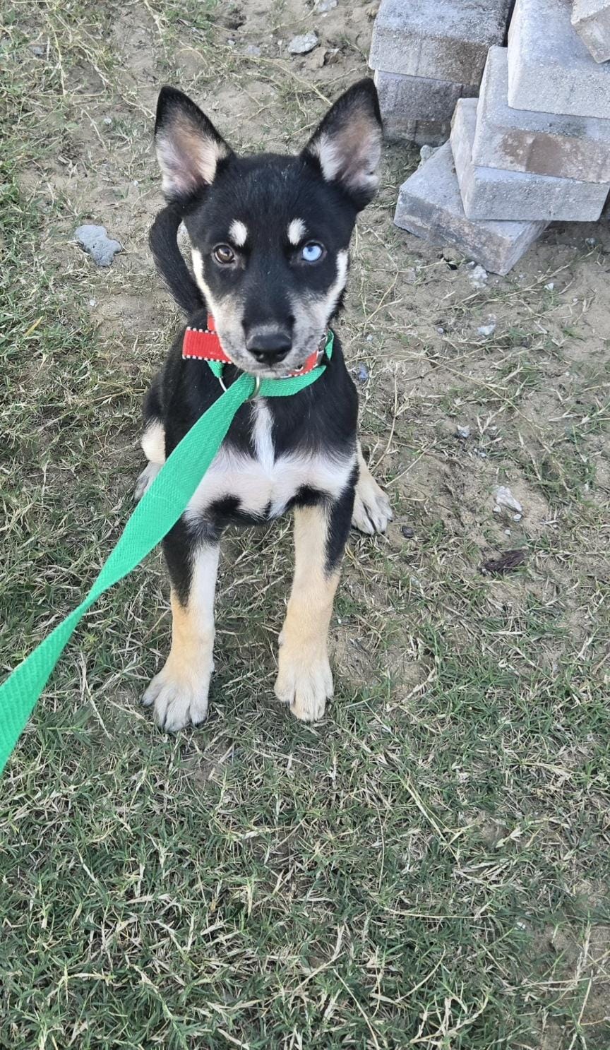 Adopt Porcha Today - Find Paw Pal