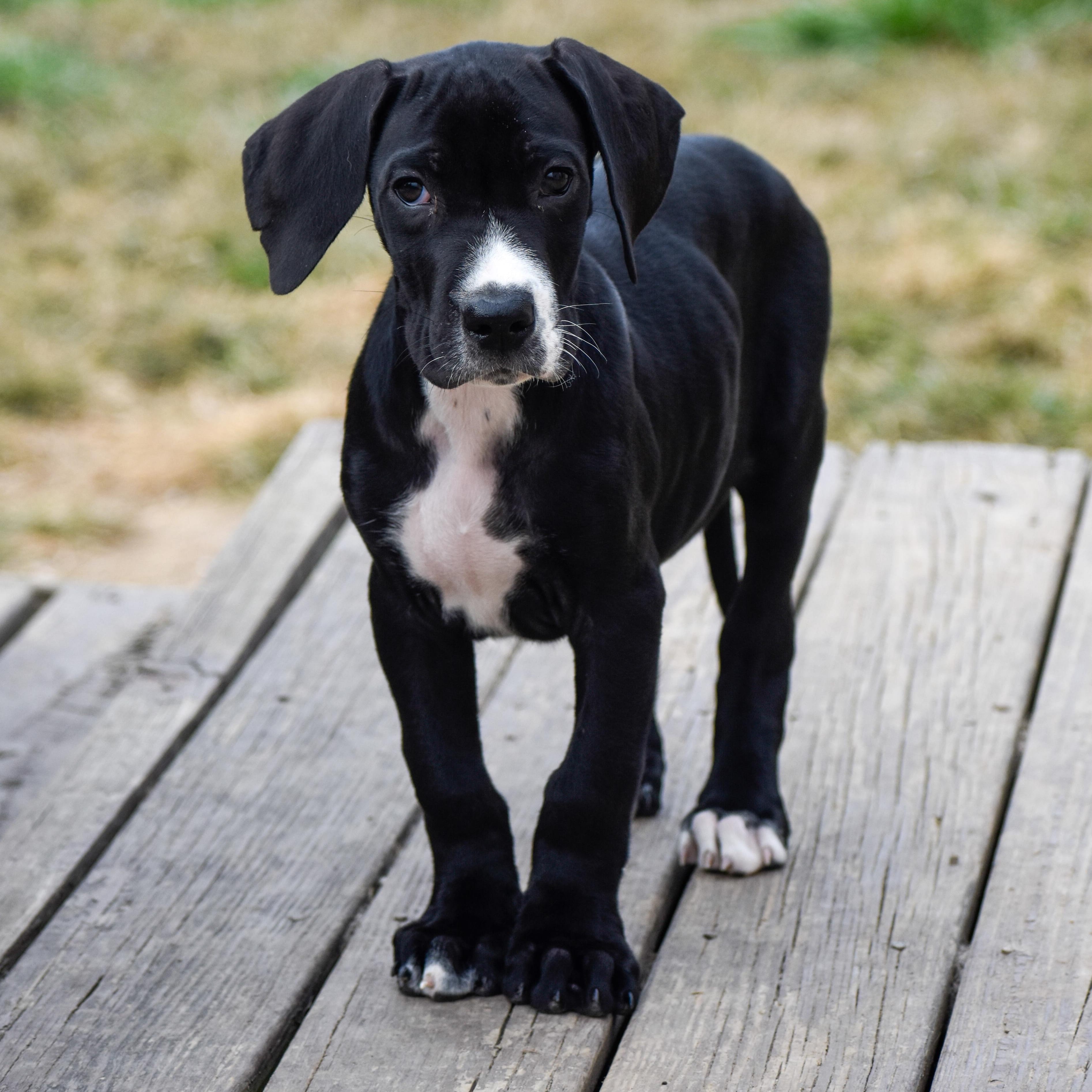 Adopt Cosmo Today - Pets TheCountyOffice
