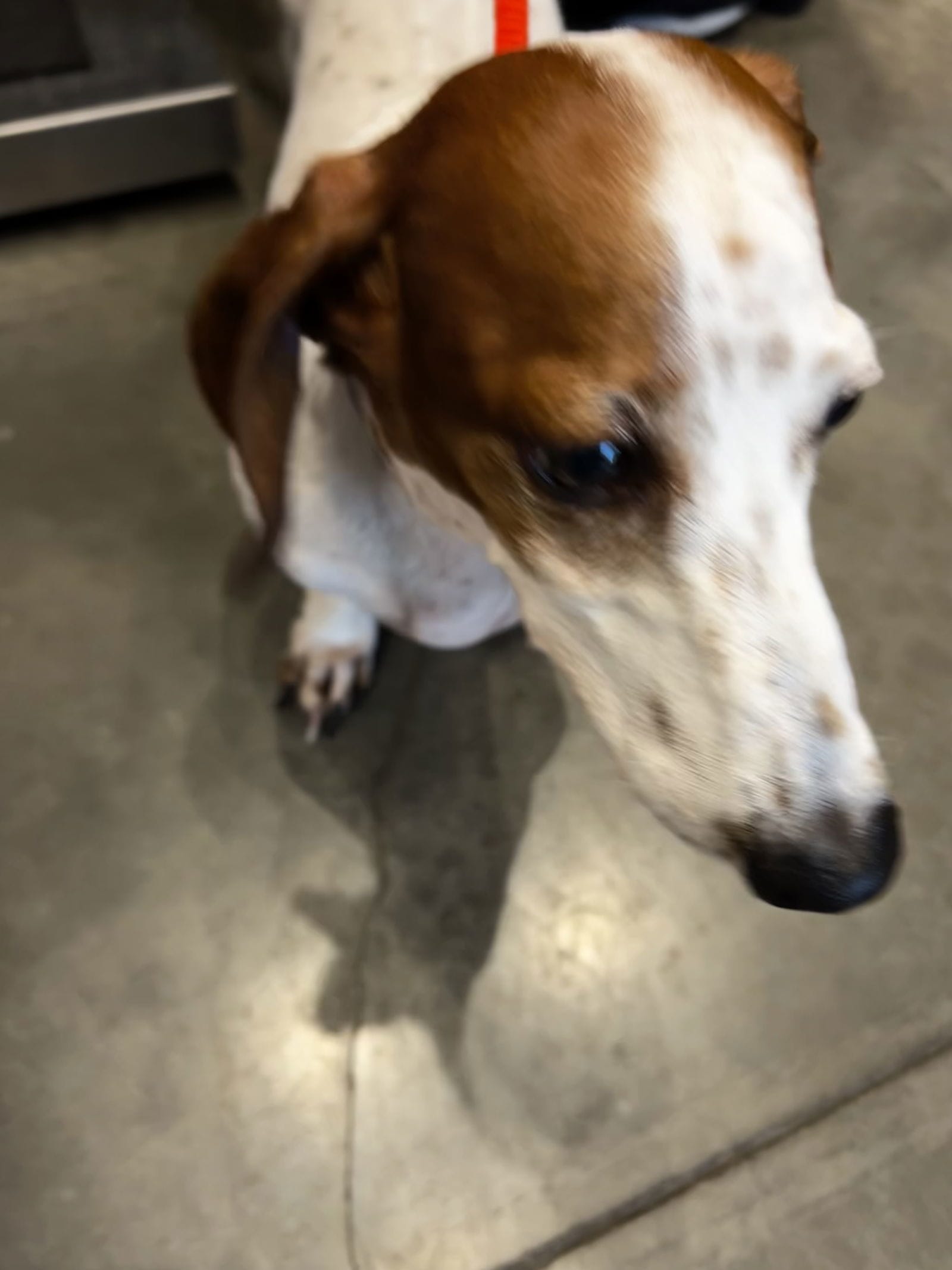 Adopt Woody Today - Find Paw Pal