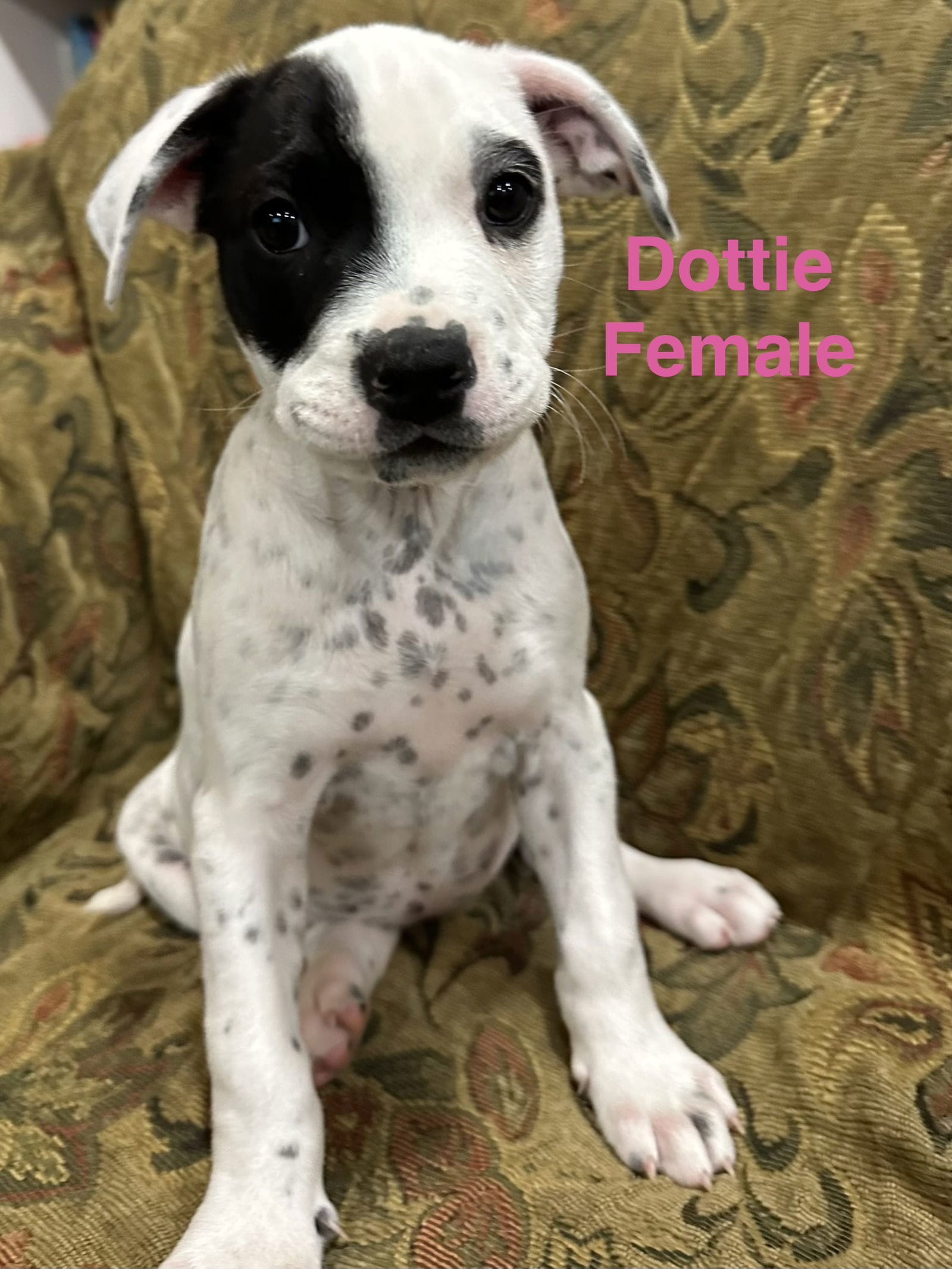 Adopt Dottie Today - Find Paw Pal
