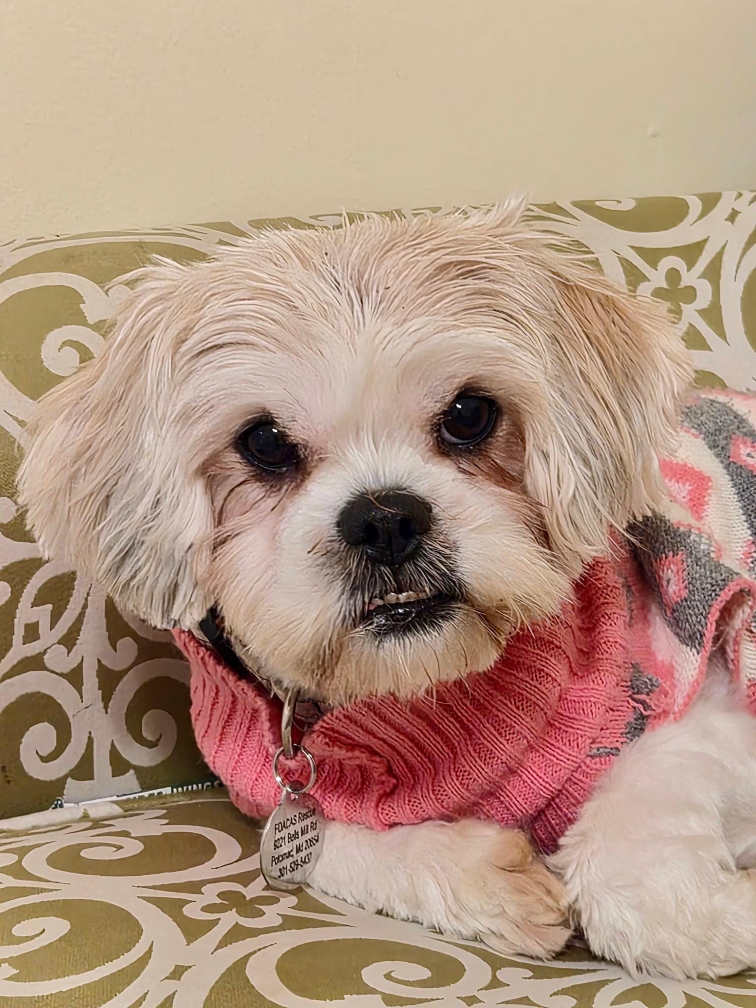 Adopt June Today - Pets TheCountyOffice