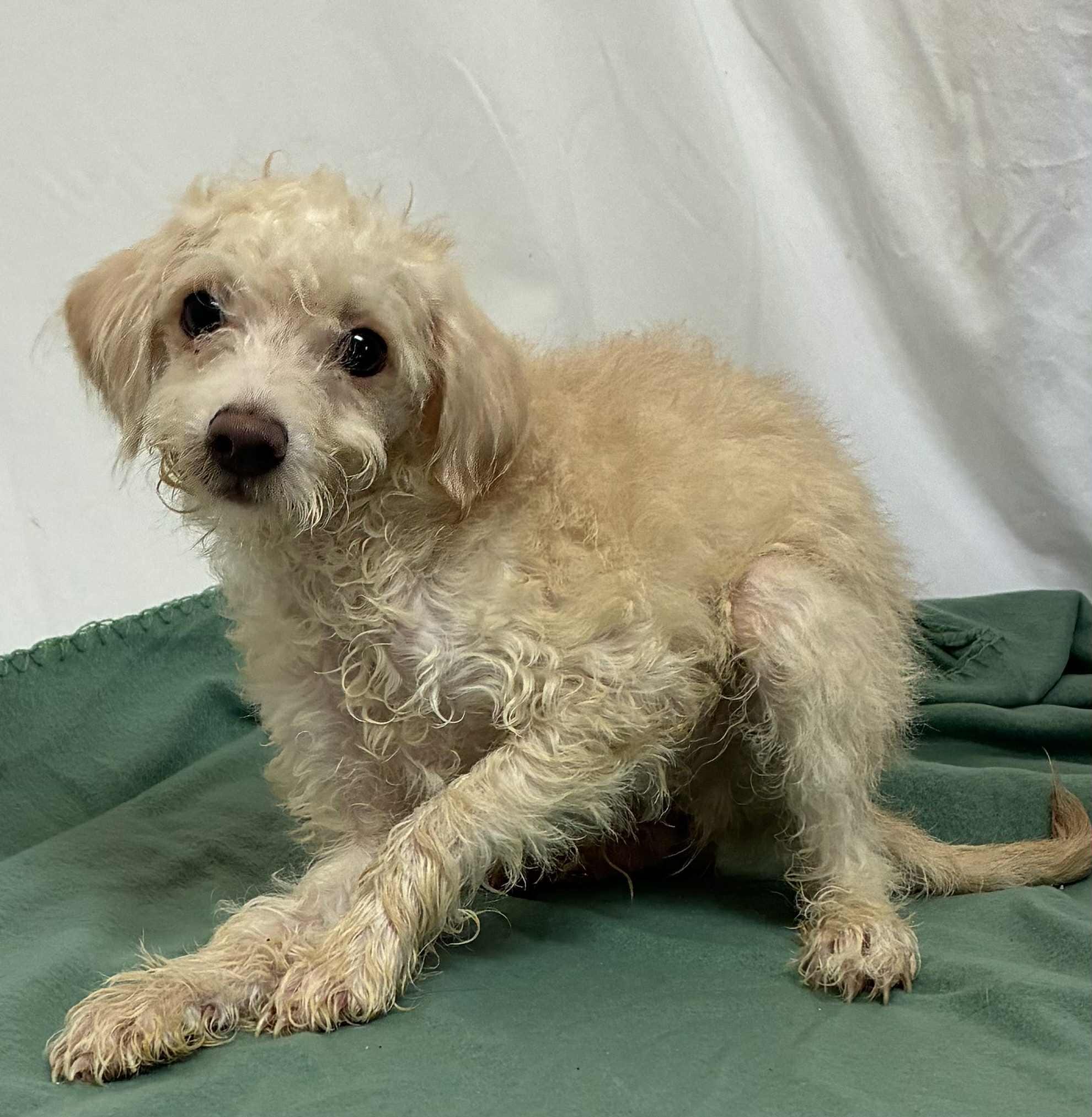 Adopt CURLIE Today - Pets TheCountyOffice