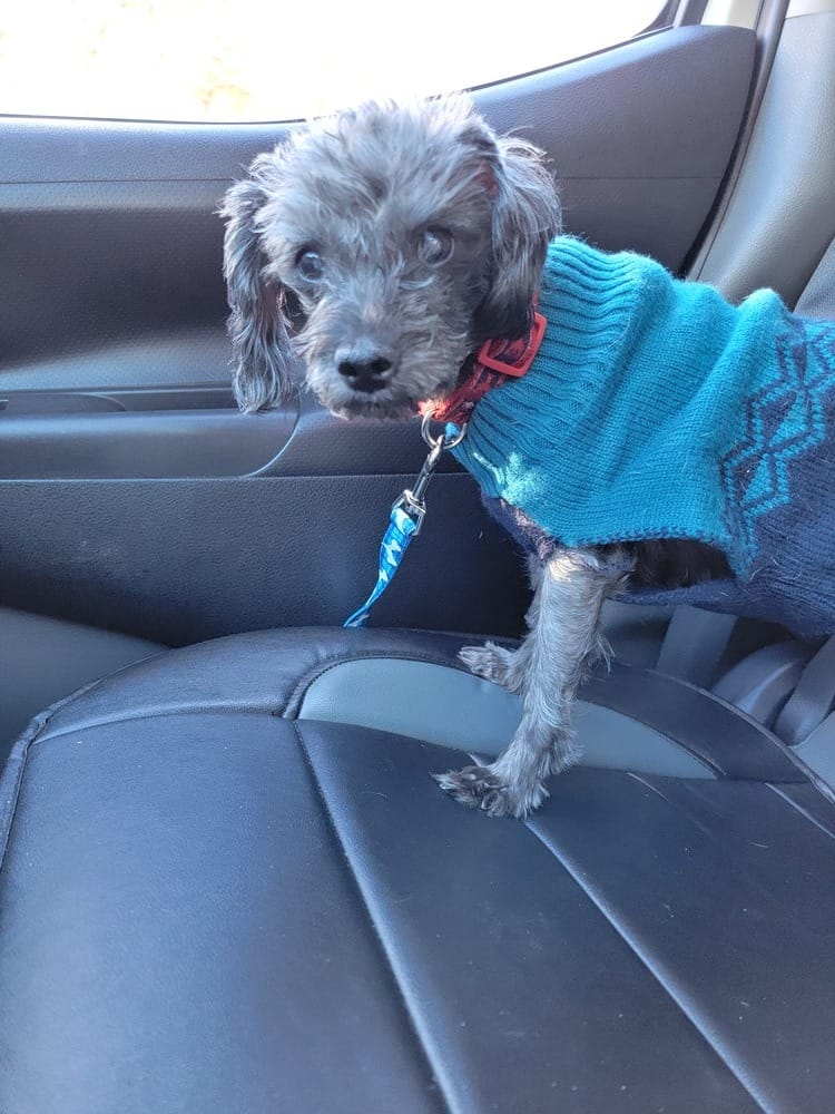 Adopt Boo Boop Today - Find Paw Pal