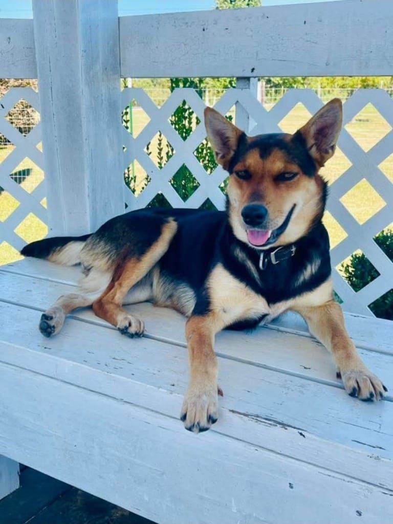 Adopt Daisy Today - Find Paw Pal