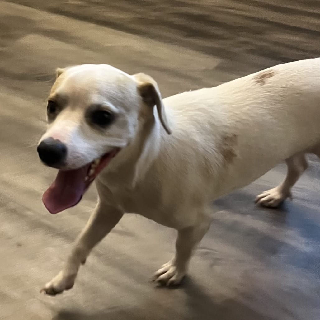 Adopt Moby Today - Find Paw Pal