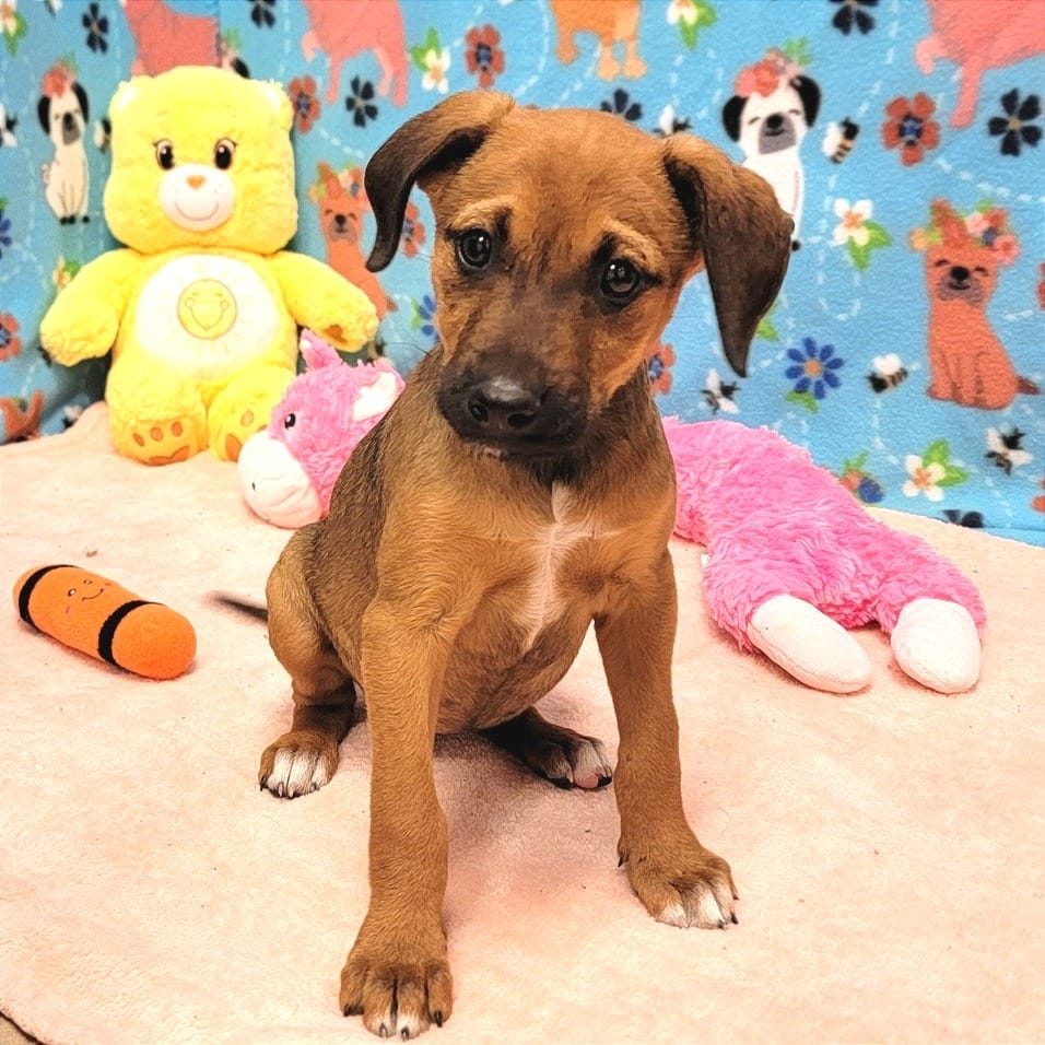 Adopt Dumpling Today - Pets TheCountyOffice