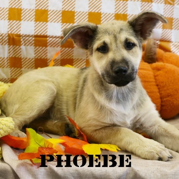 Adopt Phoebe Today - Find Paw Pal