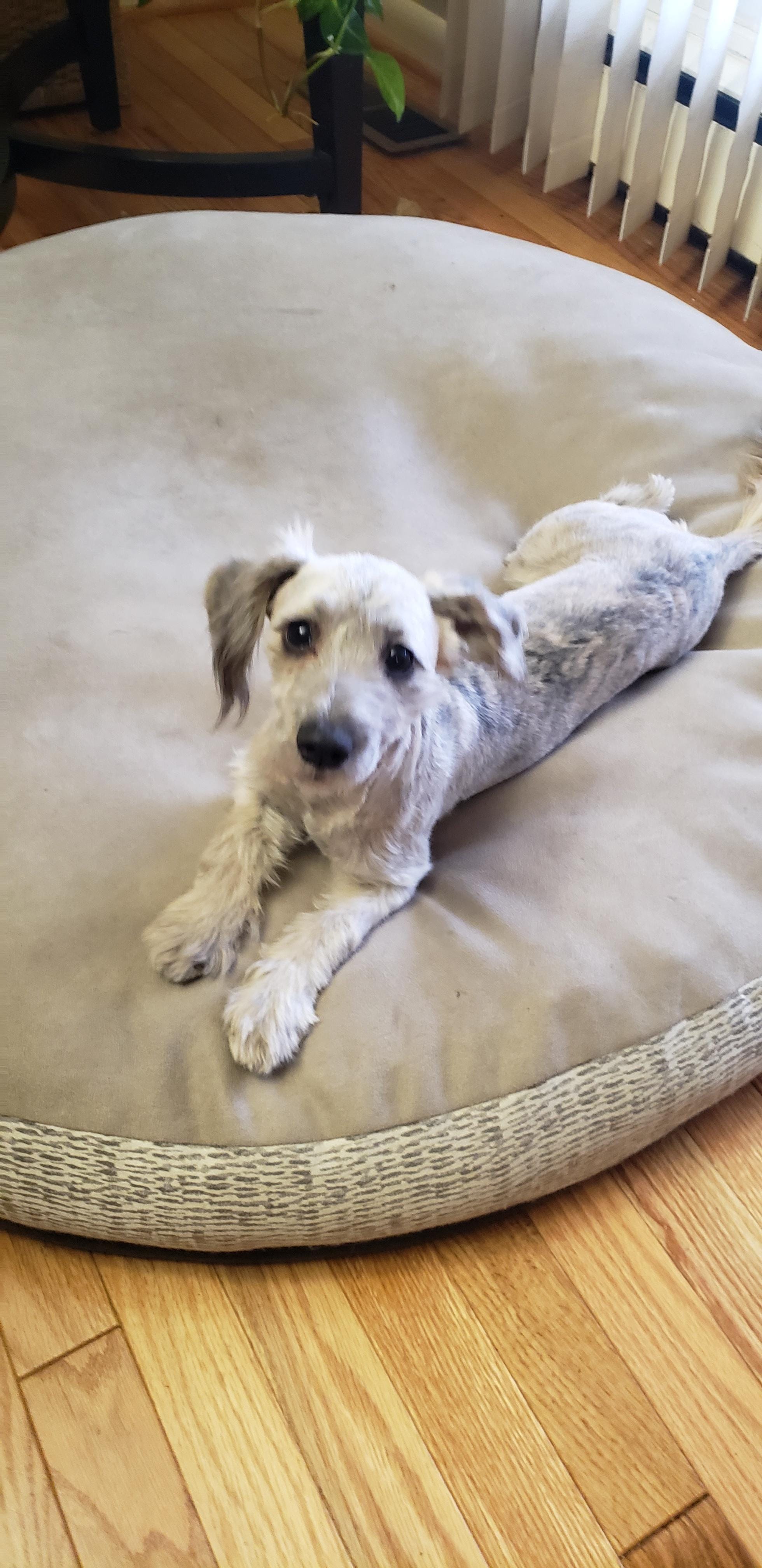 Adopt Coco Today - Find Paw Pal