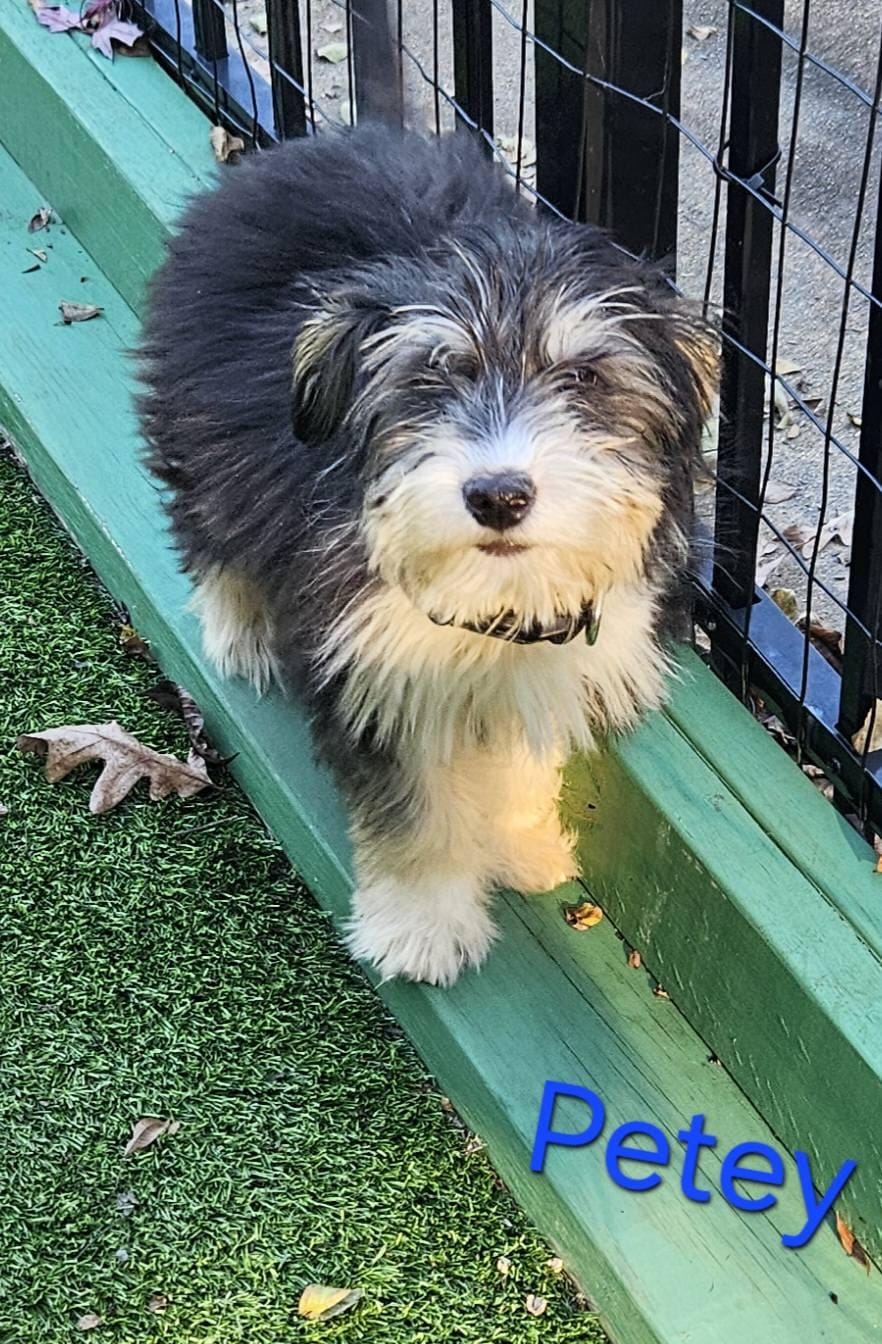 Adopt Clover - beautiful Westie Mix Today - Find Paw Pal