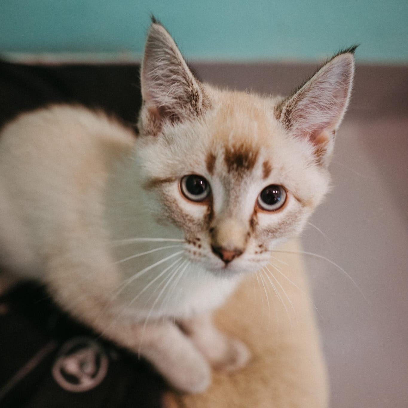 Adopt Hoggle, Ludo & Toby (Bonded Trio) Today - Find Paw Pal