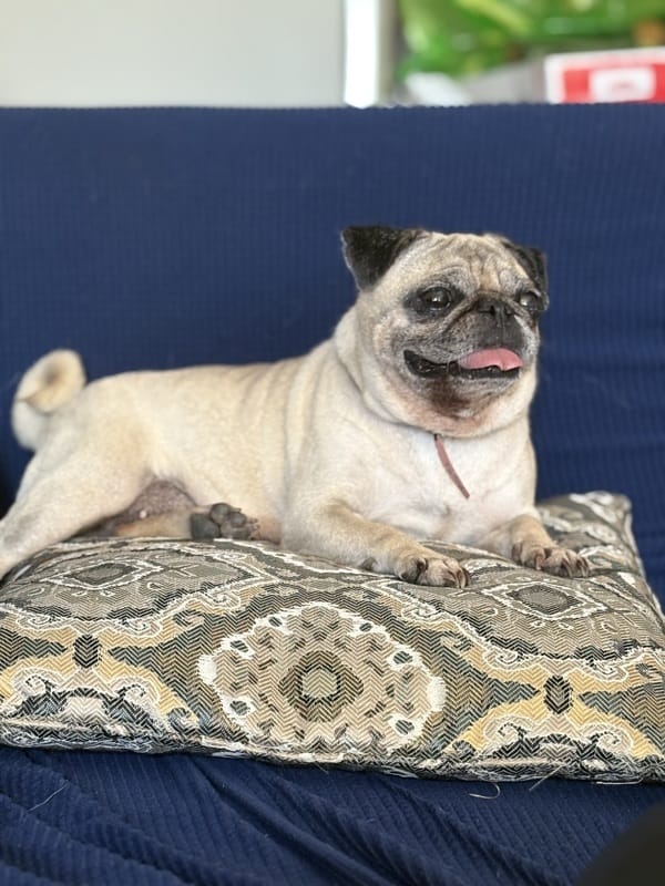 Adopt Coco Chanel Today - Pets TheCountyOffice