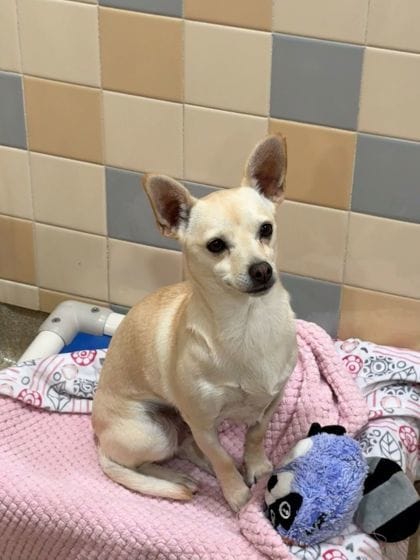 Adopt Coco Chanel Today - Pets TheCountyOffice