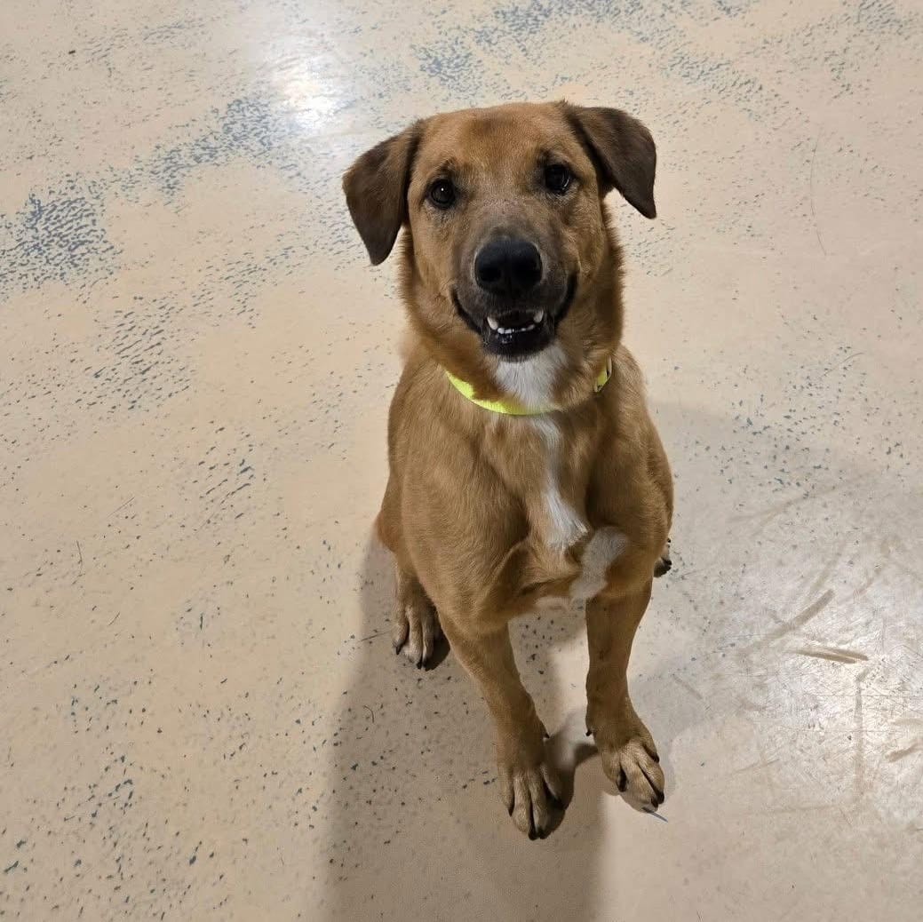 Adopt Rex Today - Pets TheCountyOffice
