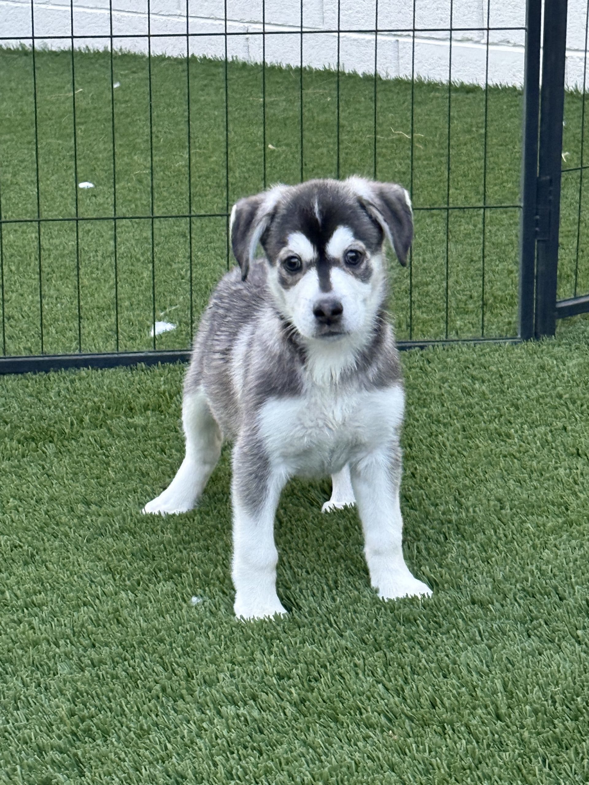 Adopt Lilo Today - Find Paw Pal