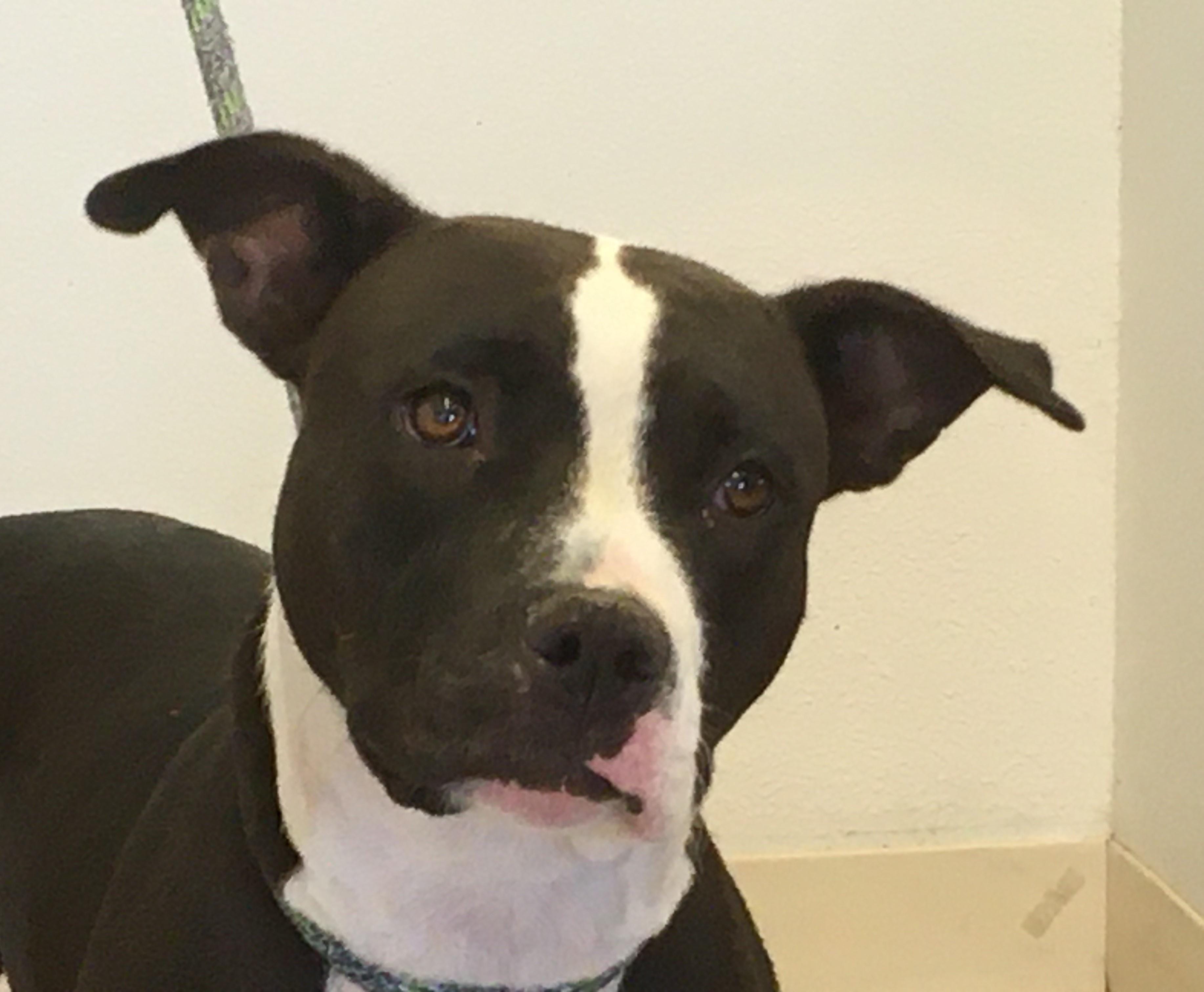 Adopt Sweet Pea Today - Pets TheCountyOffice
