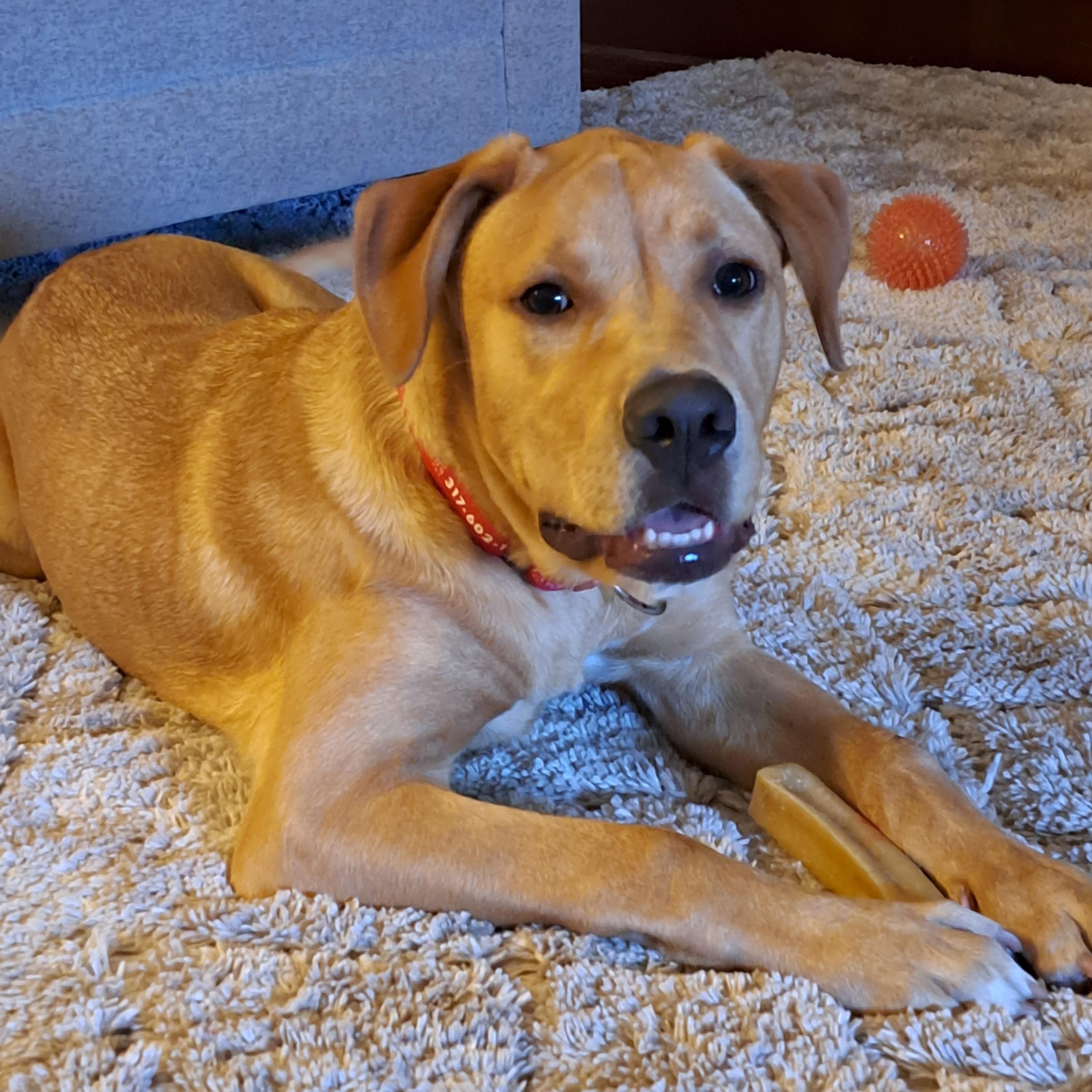 Adopt Whopper Today - Pets TheCountyOffice