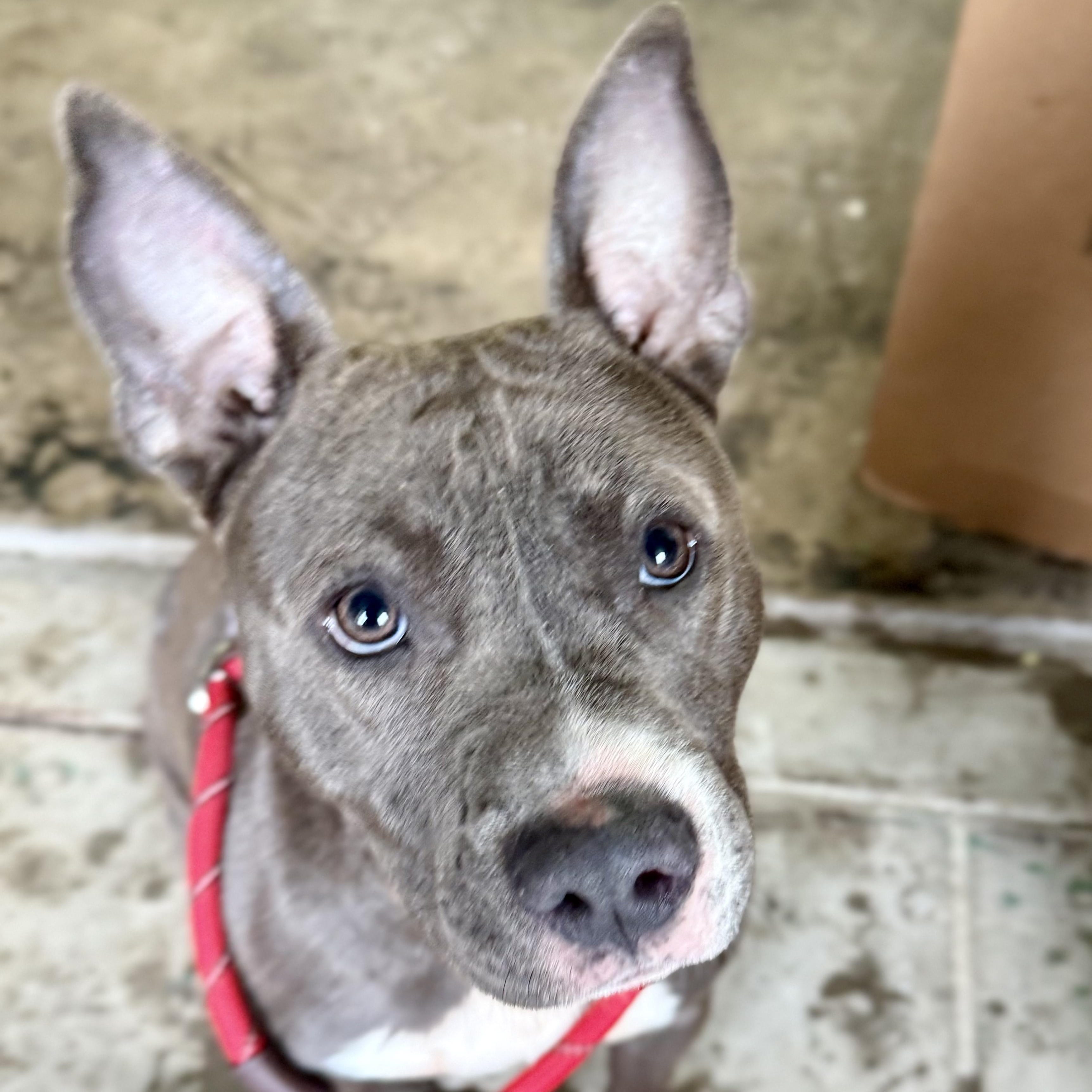 Adopt Suga Today - Pets TheCountyOffice