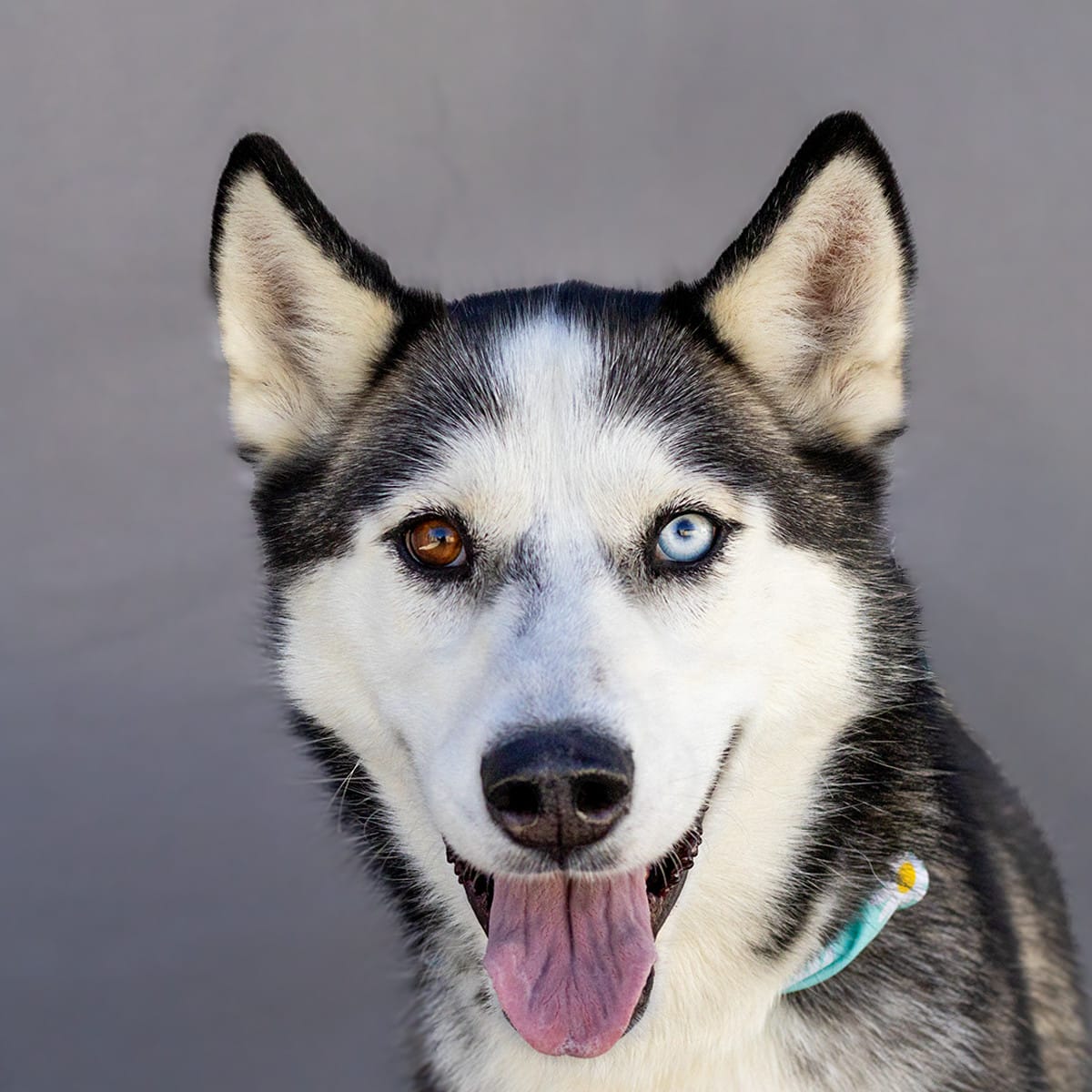 Adopt Gidget Today - Find Paw Pal