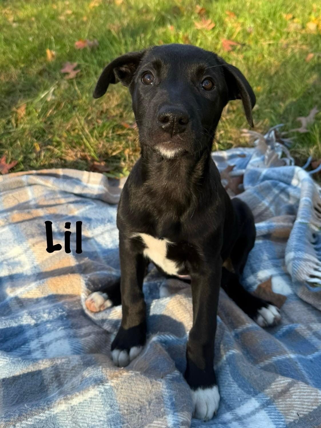 Adopt Angelica & Lil Today - Find Paw Pal