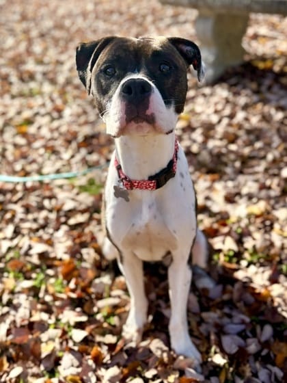 Adopt Sweet Pea Today - Pets TheCountyOffice