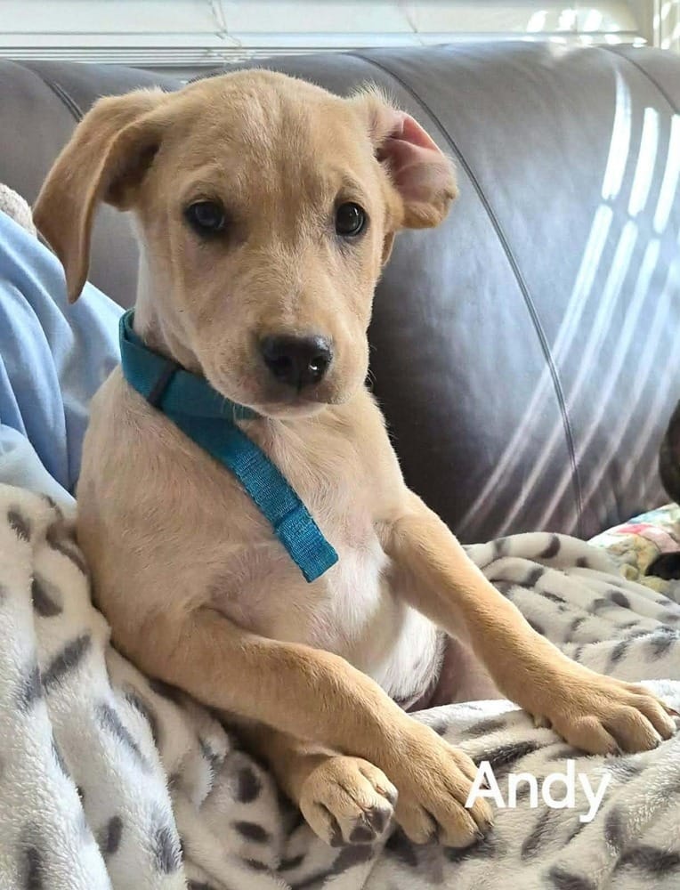 Adopt Andy Today - Find Paw Pal
