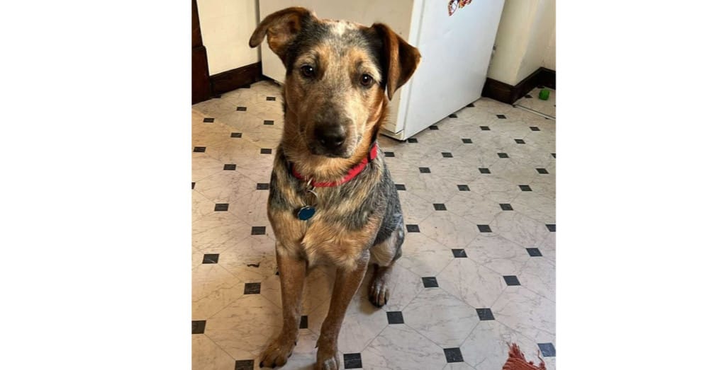 Adopt Tucker Today - Find Paw Pal