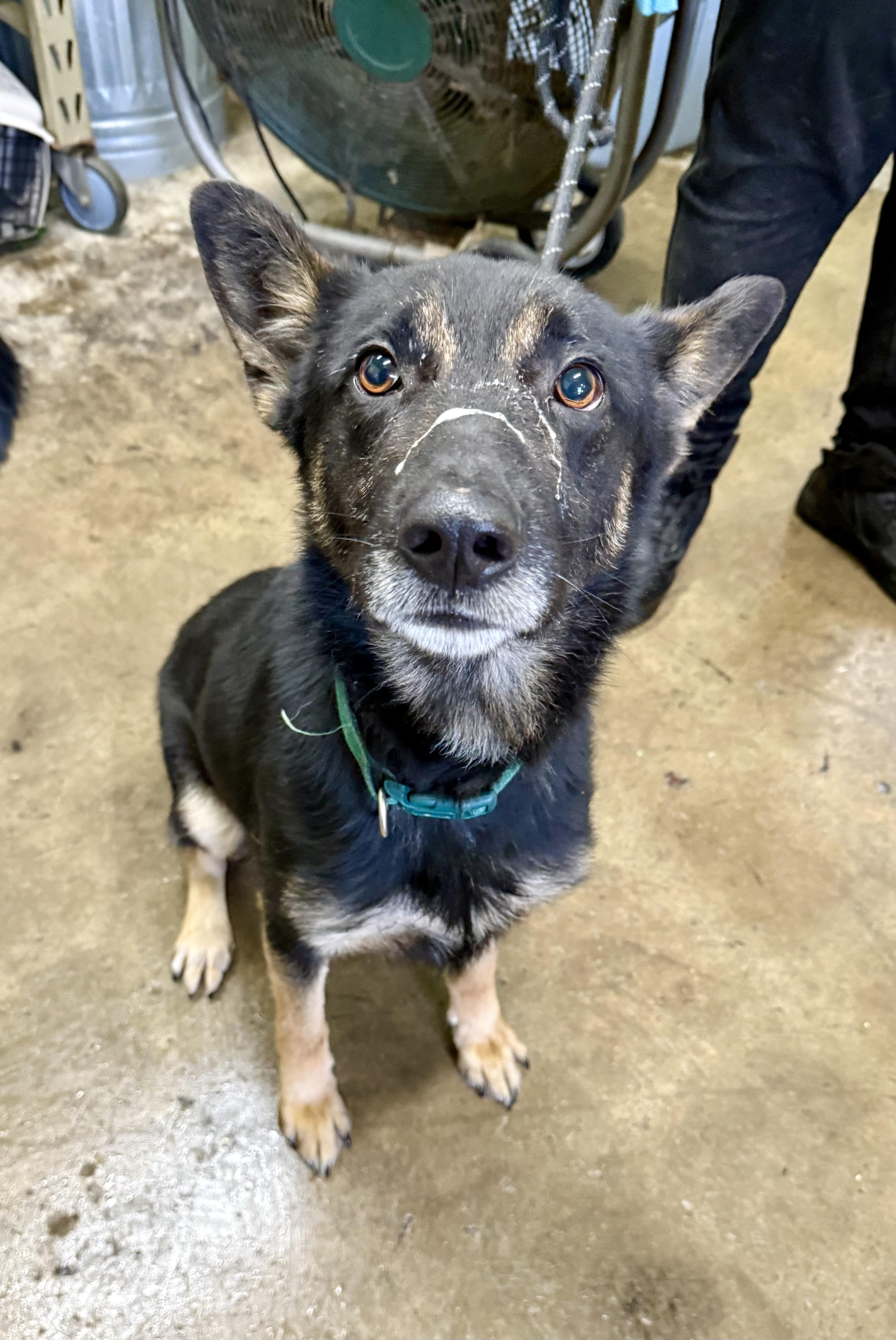 Adopt Domino Today - Find Paw Pal