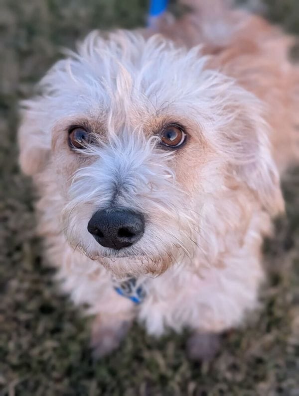 Adopt Winnie Today - Pets TheCountyOffice