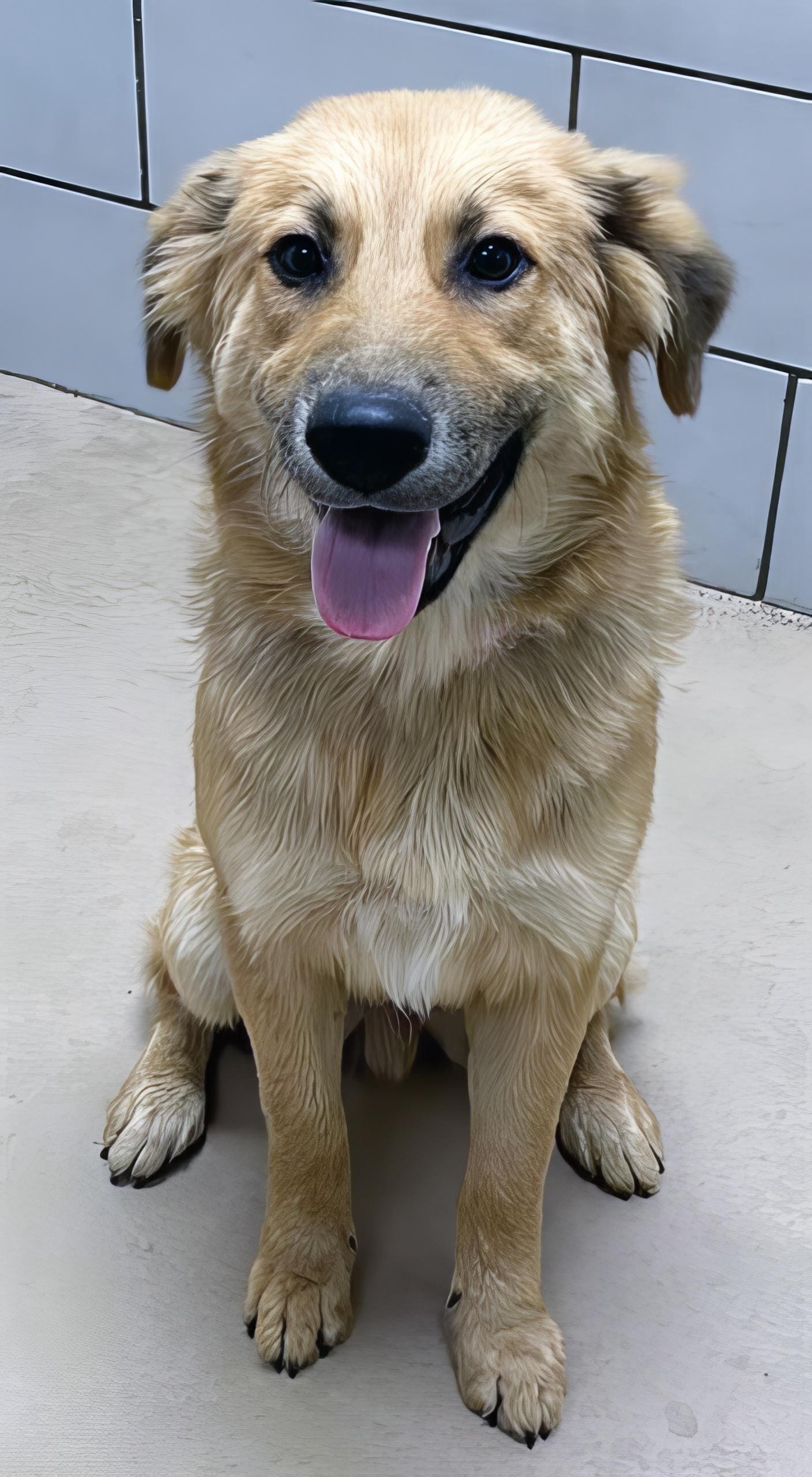 Adopt Huck Today - Pets TheCountyOffice