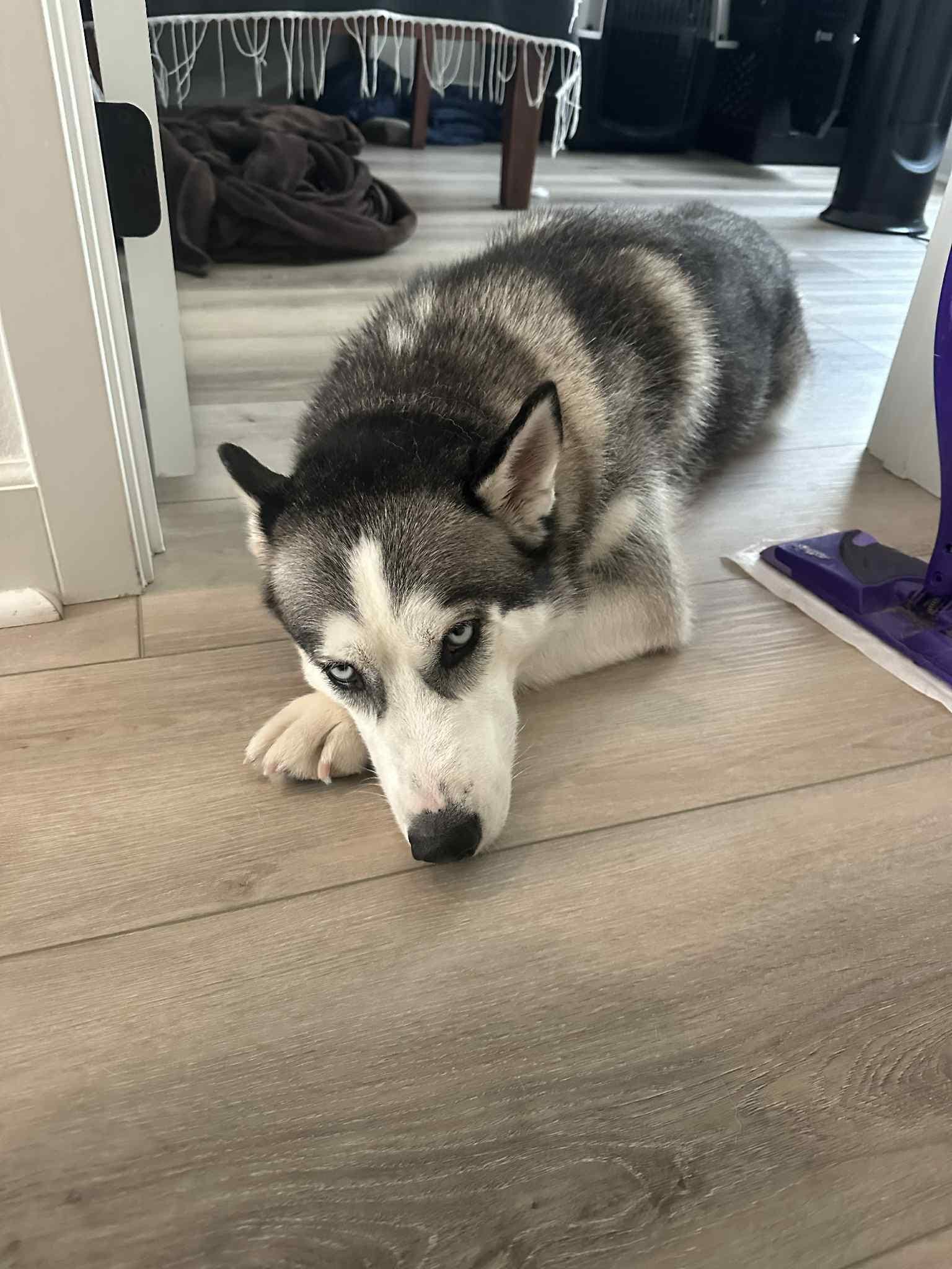 Adopt Gidget Today - Find Paw Pal