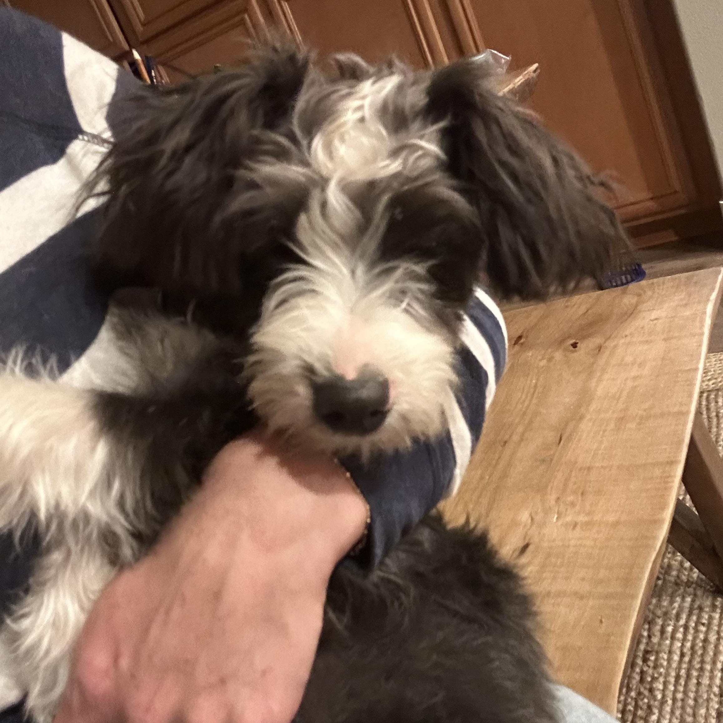 Adopt Finley Today - Pets TheCountyOffice