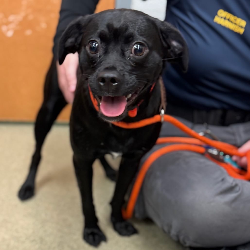 Adopt Sweet Yam Today - Find Paw Pal