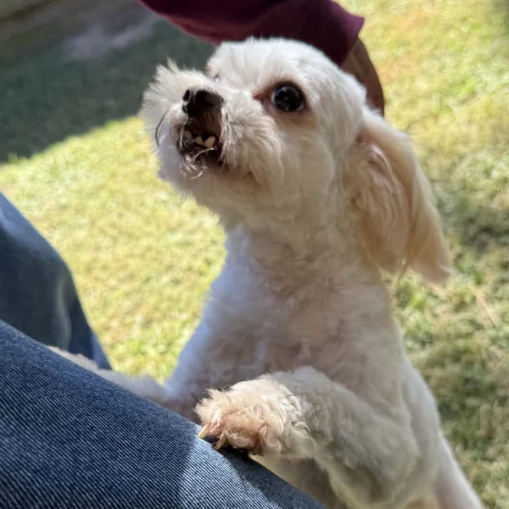 Adopt Reginald Today - Pets TheCountyOffice