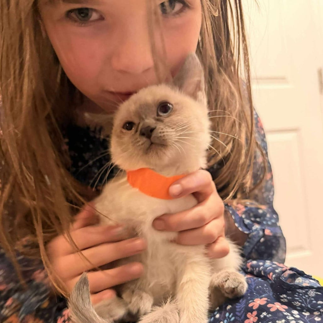 Adopt Tabiko Benson Today - Pets TheCountyOffice